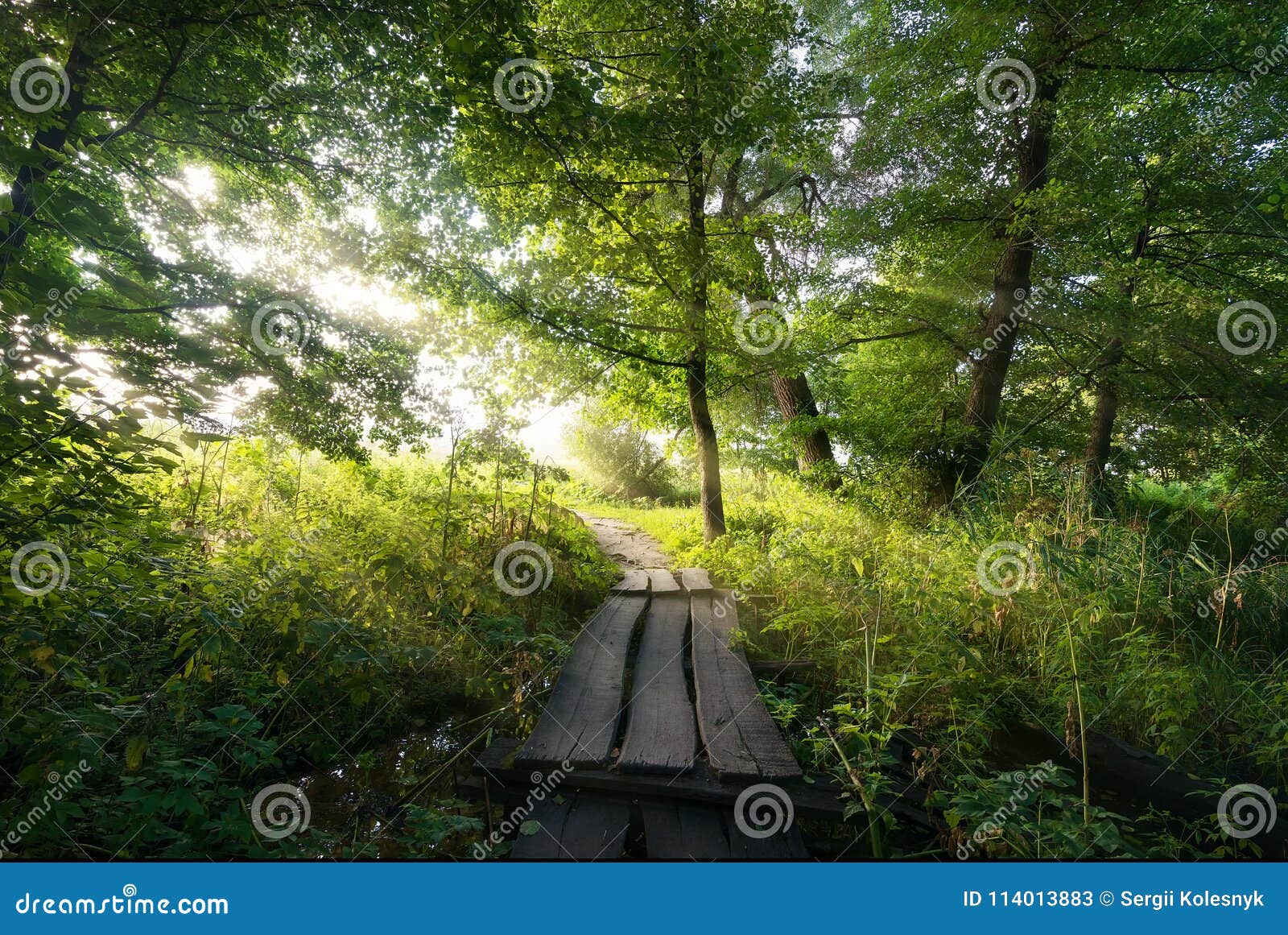 Old bridge in forest stock image. Image of road, stream - 114013883