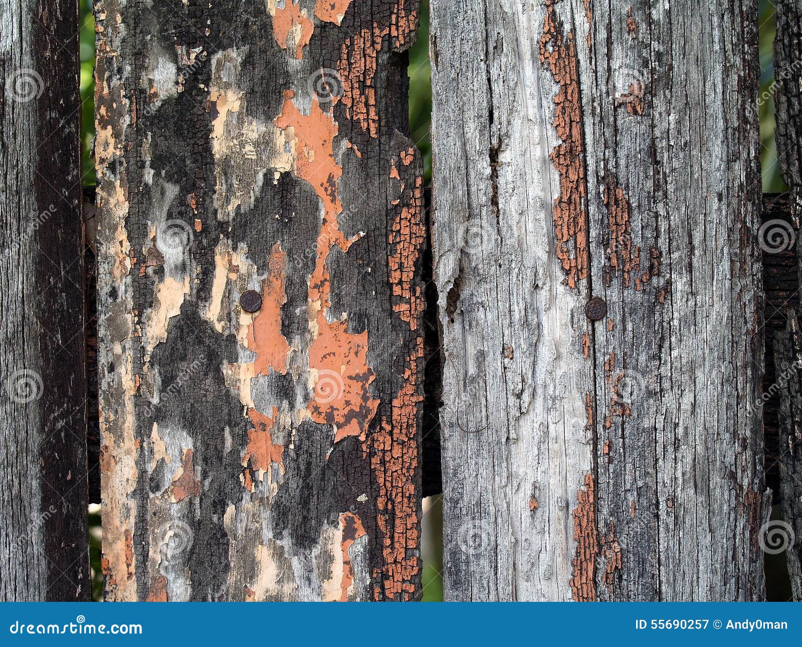 Close Up Decay Plank Wood with Peeling Paint, Dilapidated Barn Fence in ...