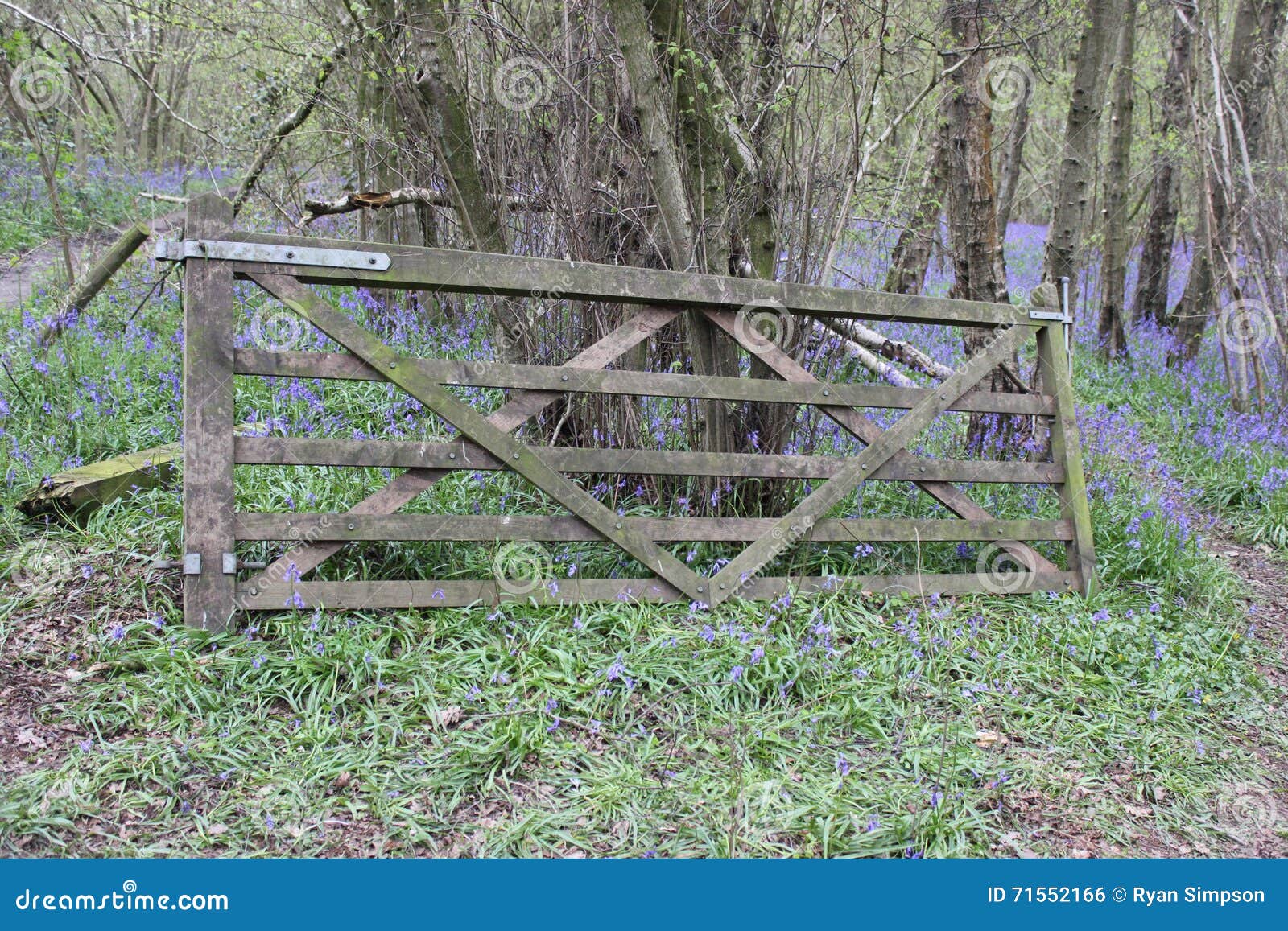 Old wooden gate in woods stock photo. Image of field - 71552166