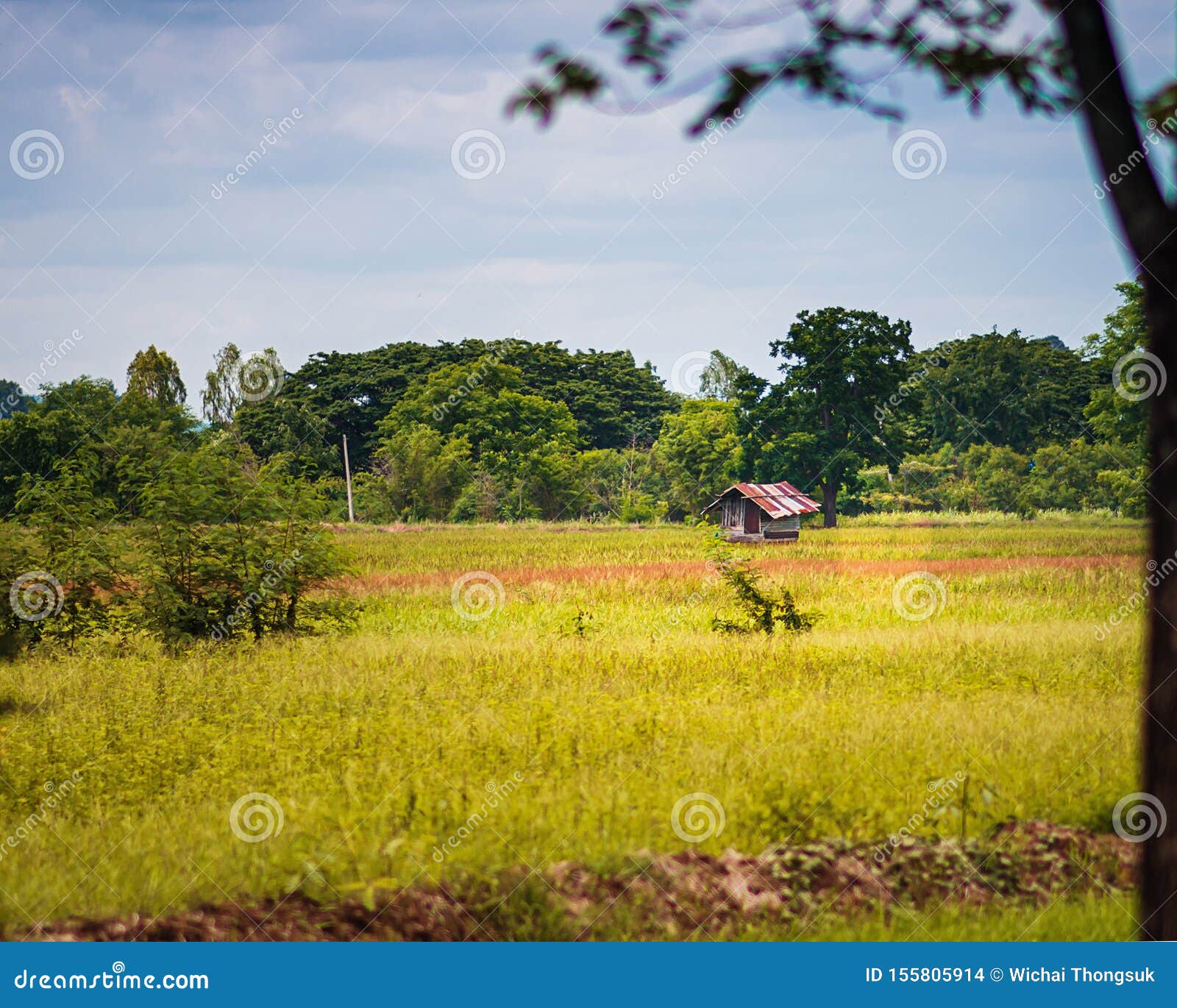 Old Wooden Huts in the Middle of Rice Fields Stock Photo - Image of ...