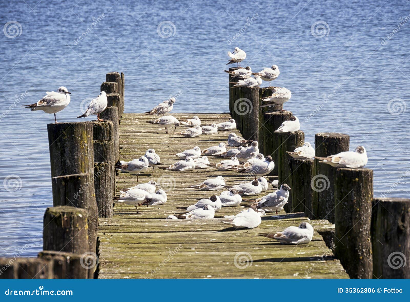 Old wooden jetty stock photo. Image of sitting, outdoors - 35362806