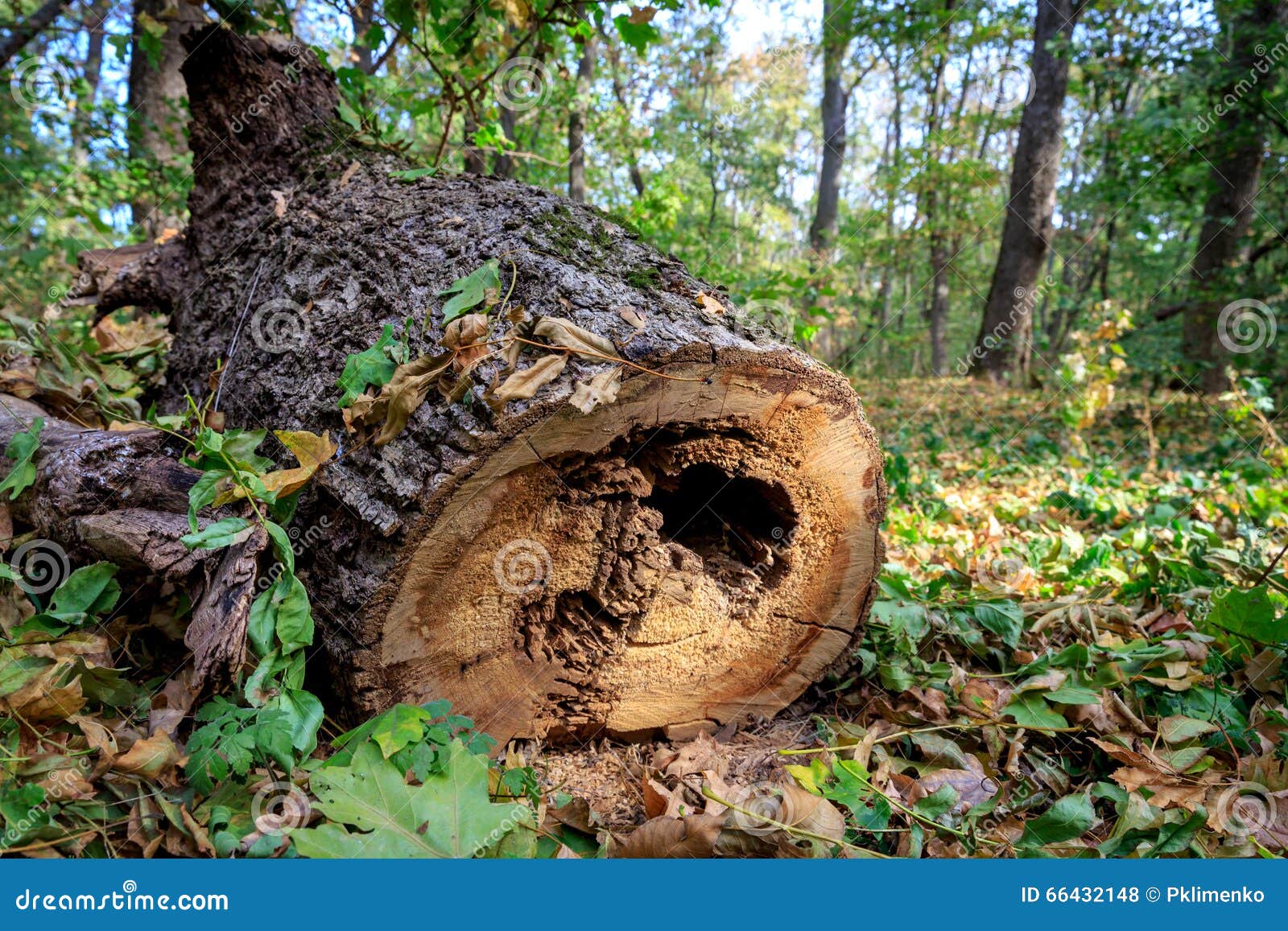 Old wooden log in forest stock photo. Image of logging - 66432148