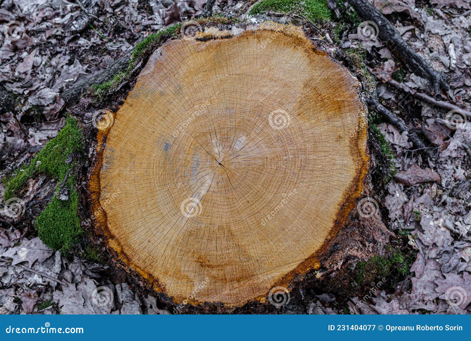 Old Wooden Oak Tree Cut Surface Stock Image - Image of bark, wooden ...