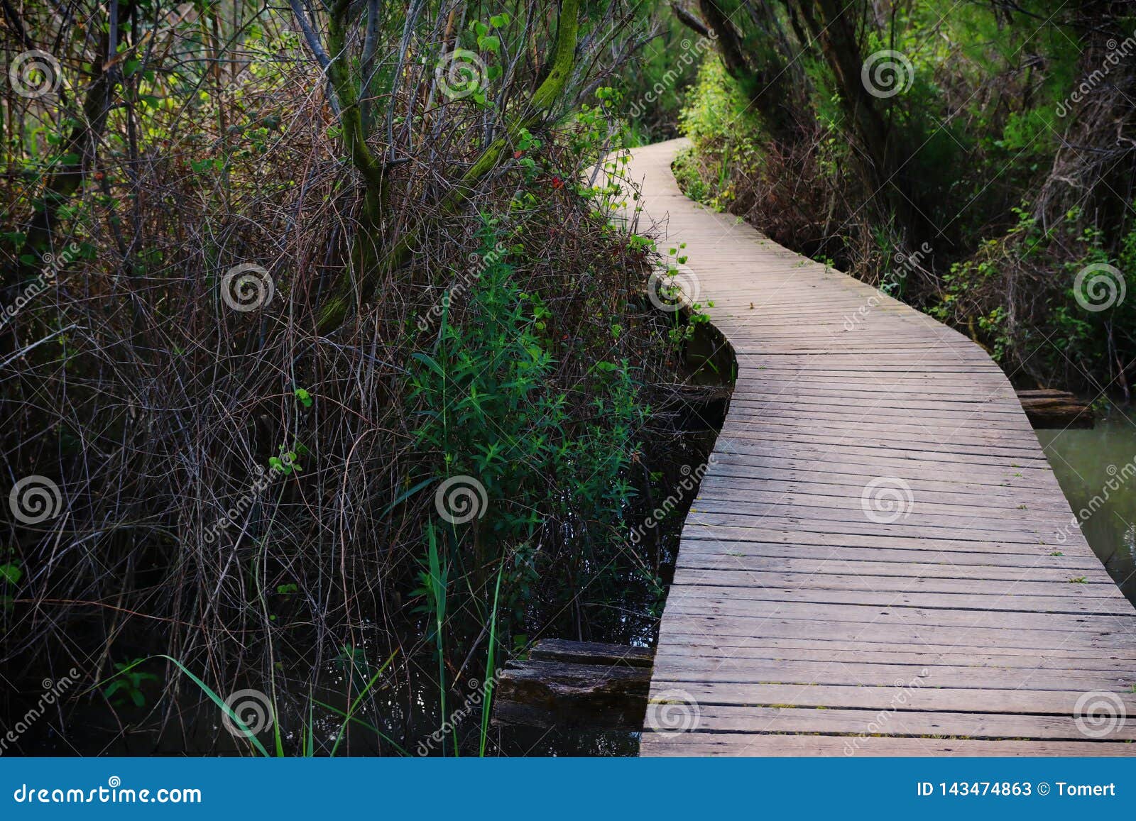 Old Wooden Path or Bridge Over River and through Tropical Forest Stock ...