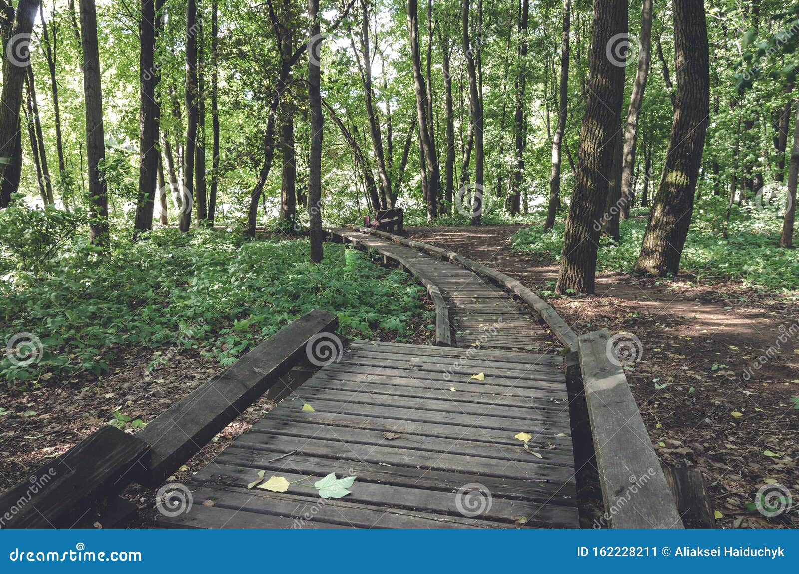 Old Wooden Plank Pathway Walkway in Green Summer Forest Stock Image ...