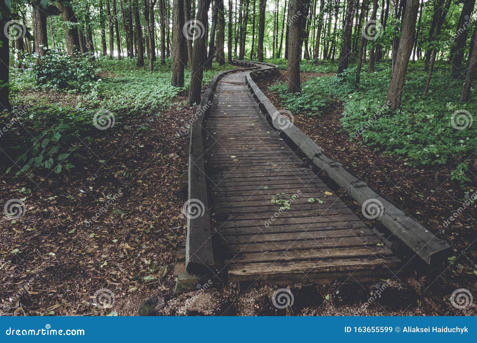 Old Wooden Plank Pathway Walkway in Green Summer Forest Stock Image ...