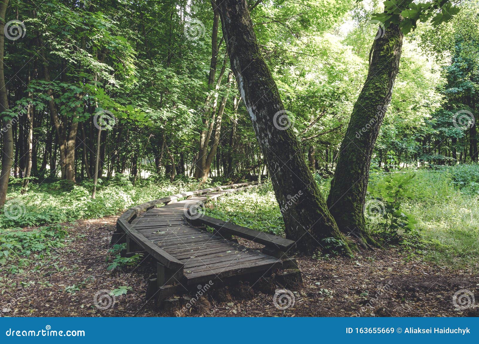 Old Wooden Plank Pathway Walkway in Green Summer Forest Stock Image ...