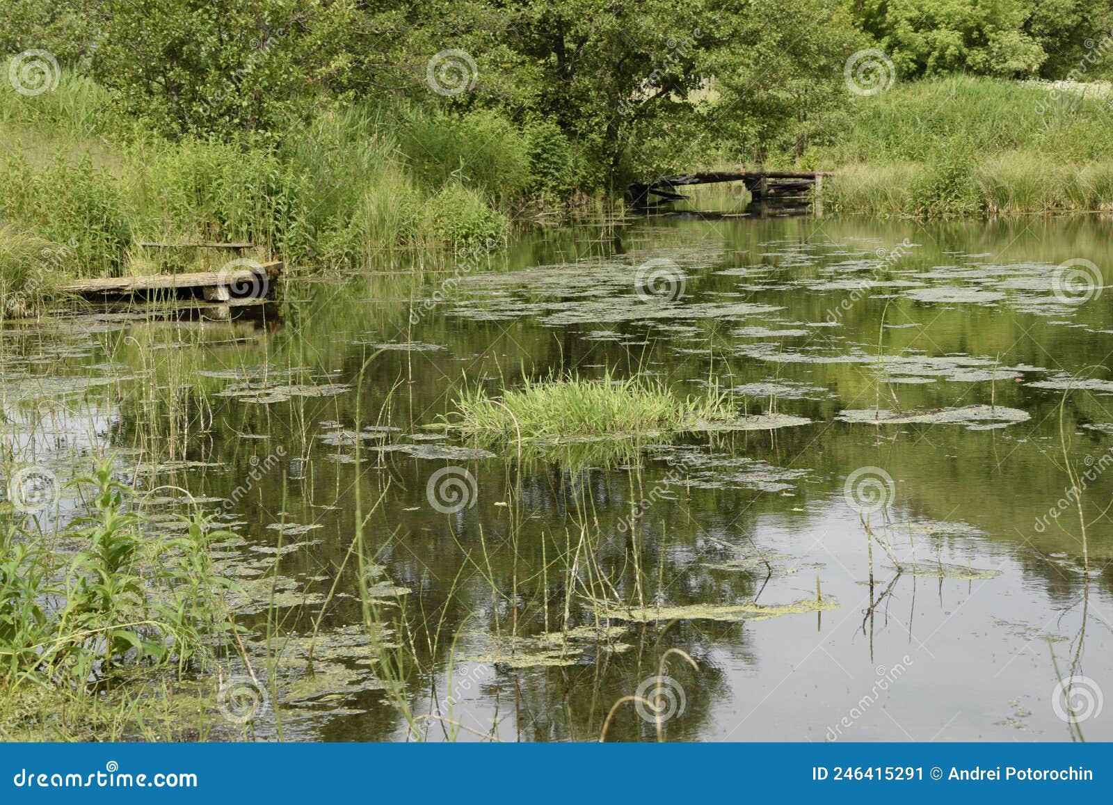 Old Wooden Platform on the Forest River Stock Image - Image of outdoor ...