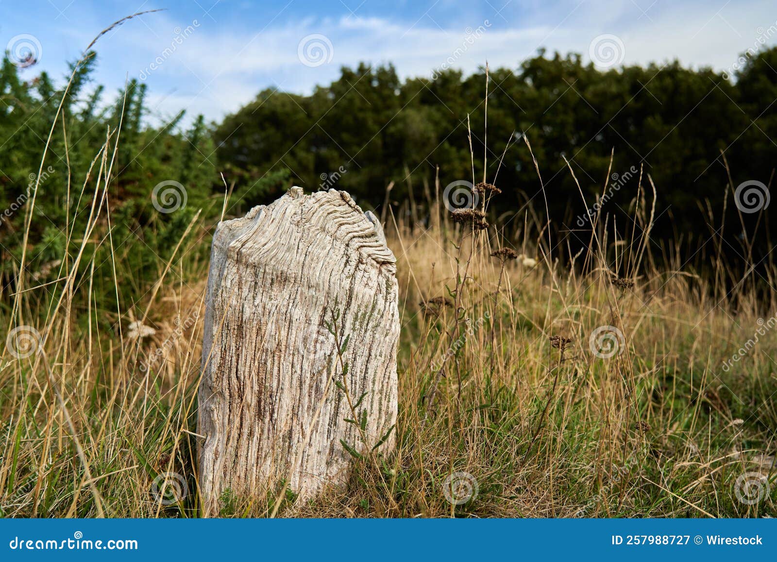 Old Wooden Post in the Wilderness Stock Image - Image of background ...