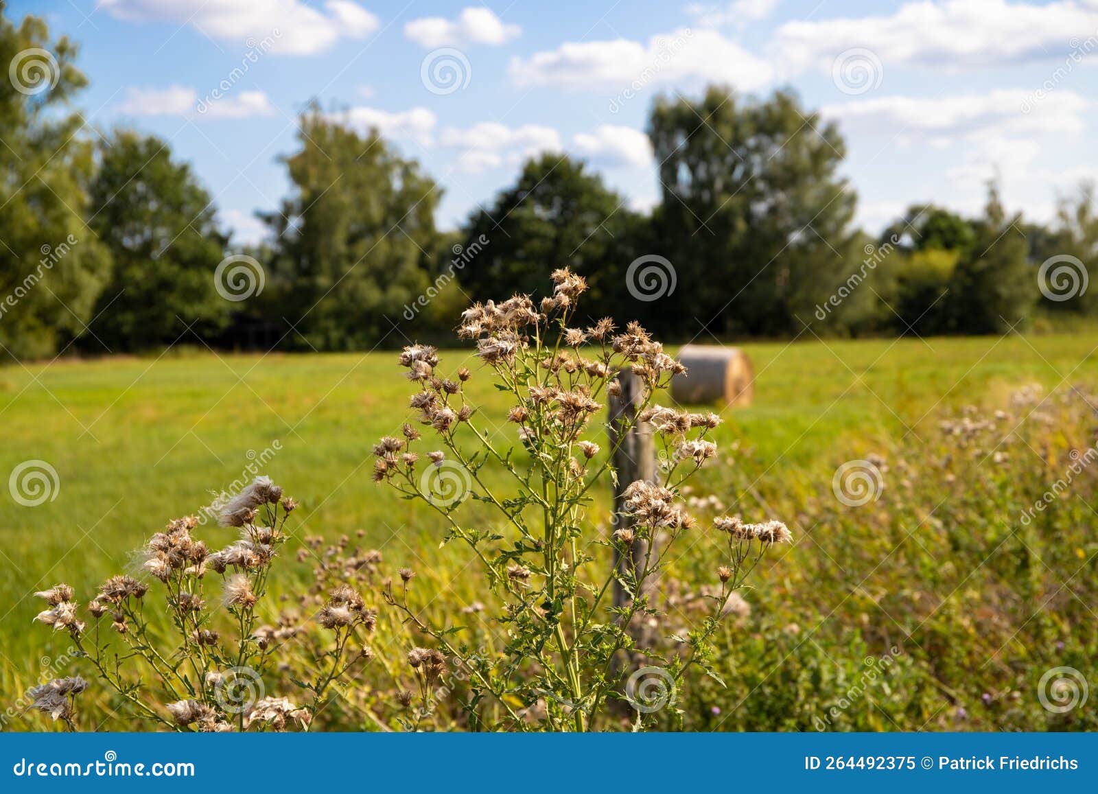 Old Wooden Posts between Wildflowers and a Field with Trees in the ...