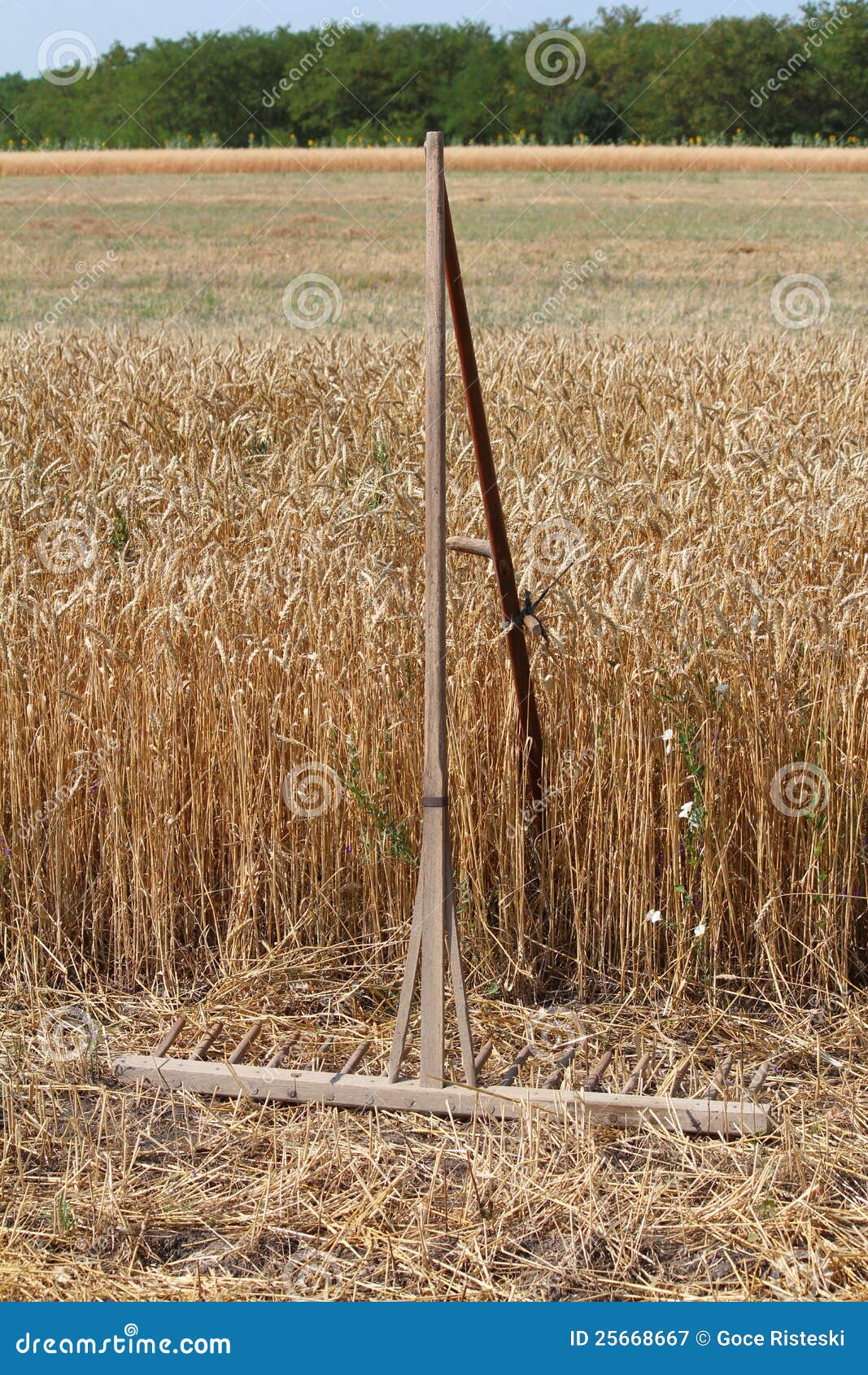 Old wooden rake stock image. Image of farmland, outdoor - 25668667