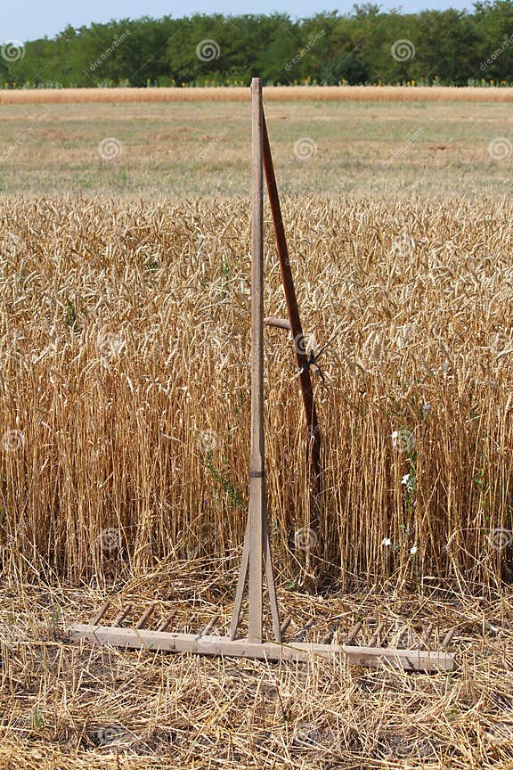 Old wooden rake stock image. Image of farmland, outdoor - 25668667