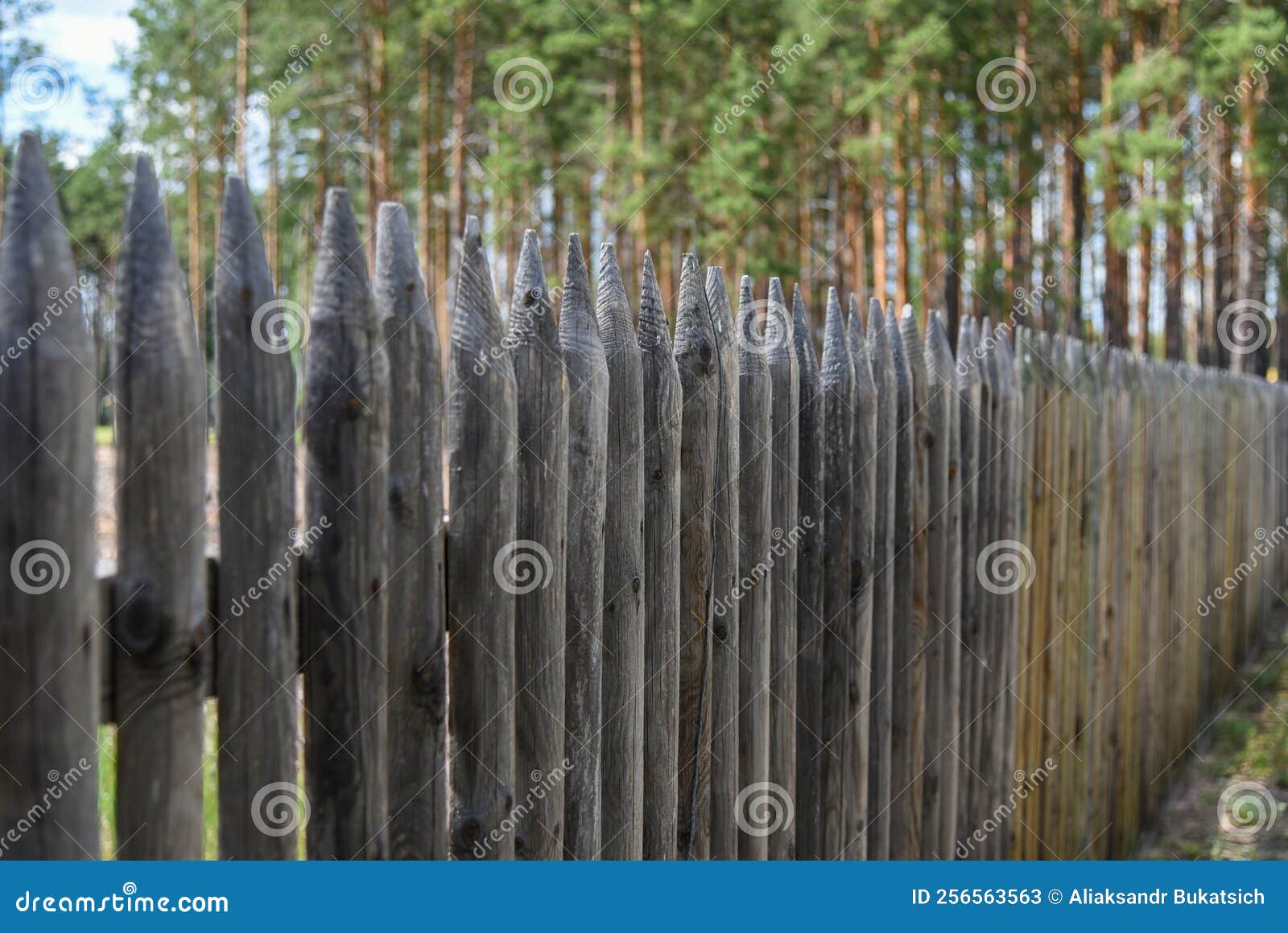 Old Wooden Sharp Fence in the Forest Stock Image - Image of sharp, wood ...