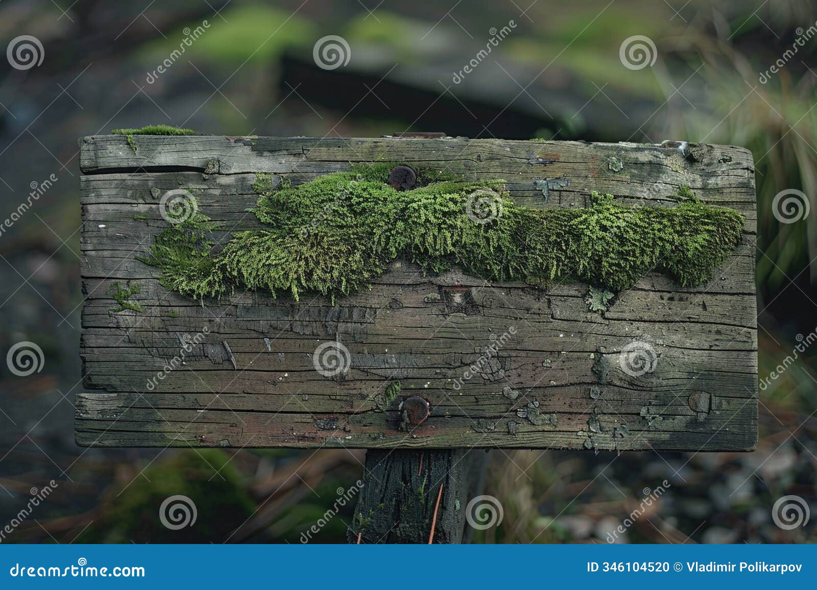 Old Wooden Sign Covered in Green Moss Stock Photo - Image of wood ...