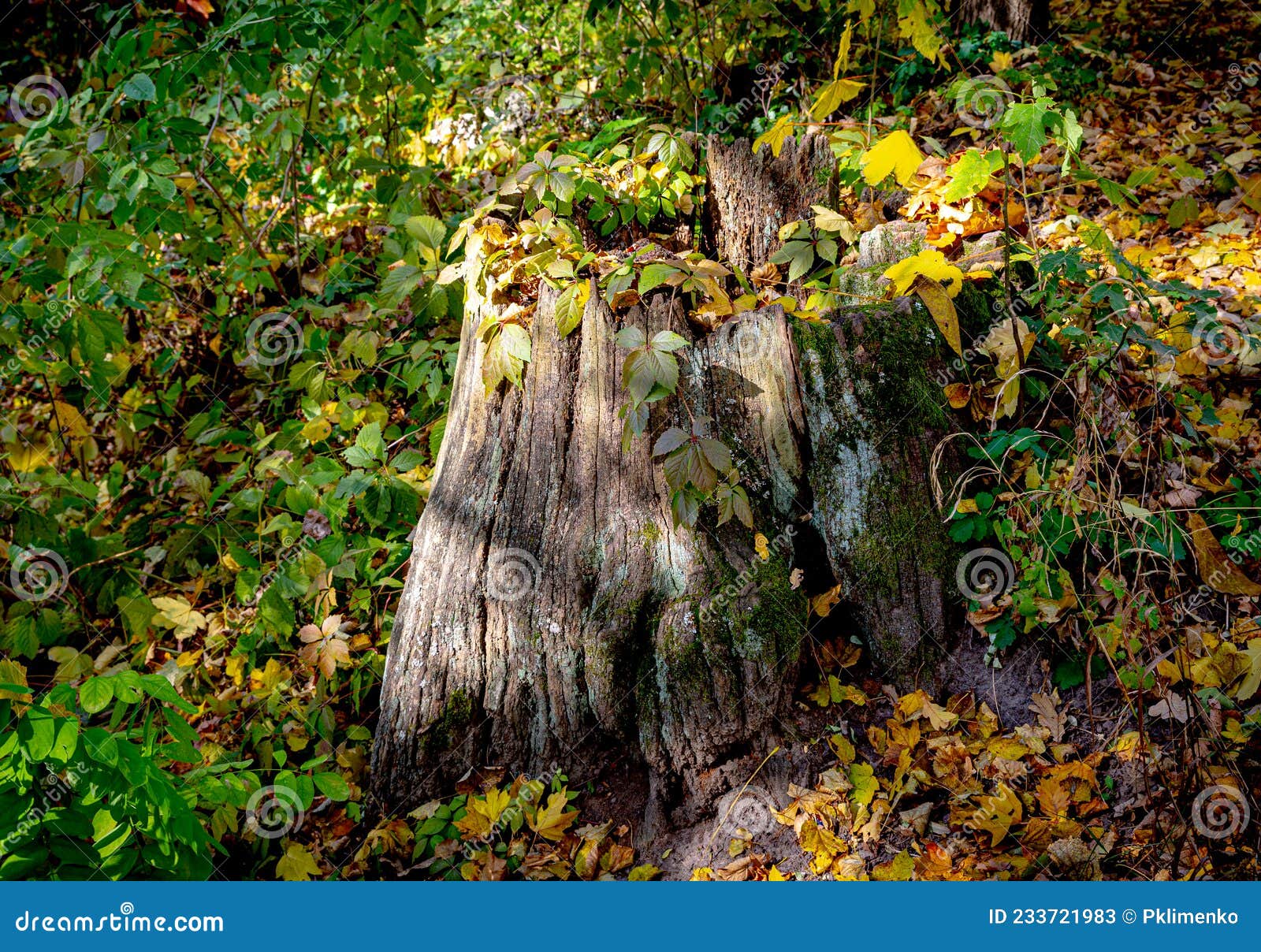 Stub Of Aged Tree Royalty-Free Stock Photo | CartoonDealer.com #44595789