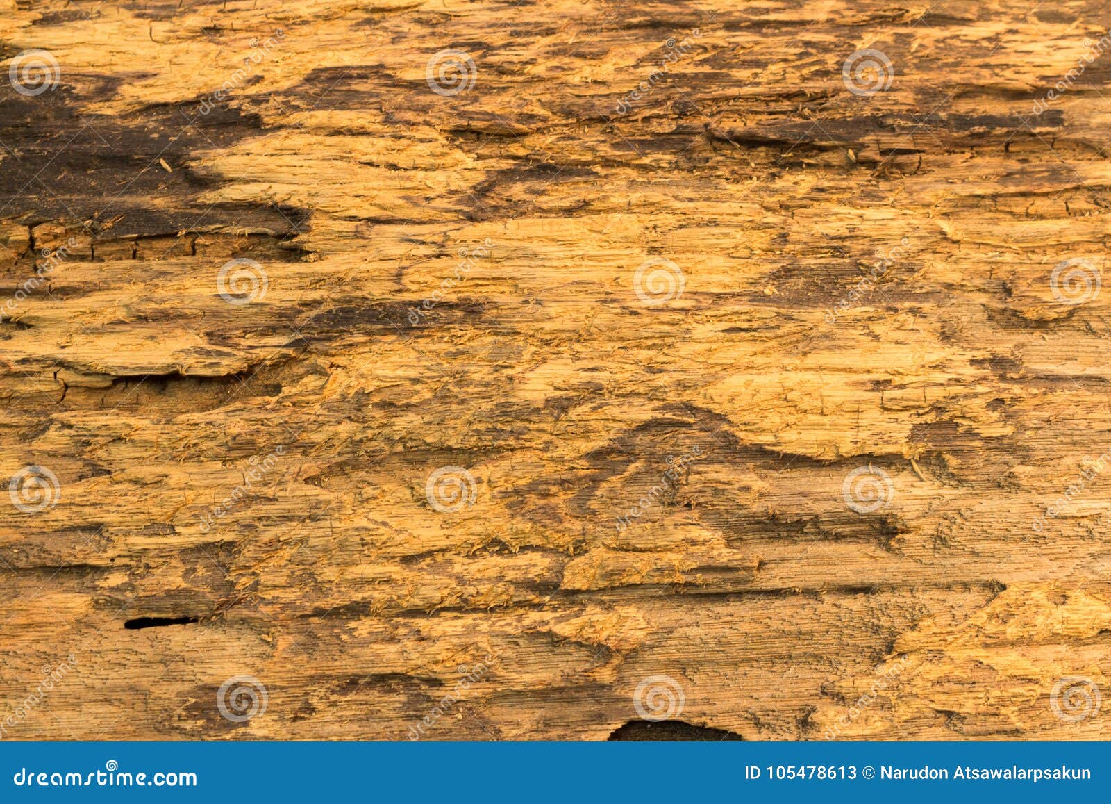Old wooden texture stock image. Image of bark, natural - 105478613