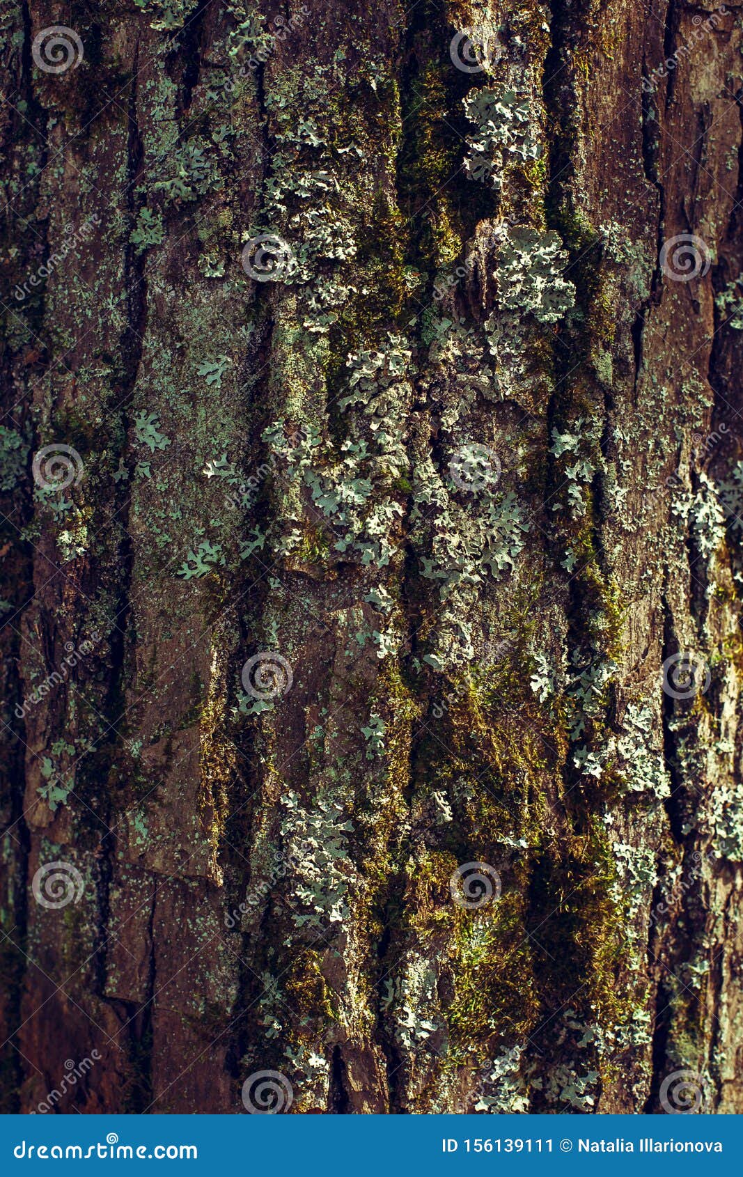 Old Wooden Texture with Moss Stock Image - Image of grass, life: 156139111