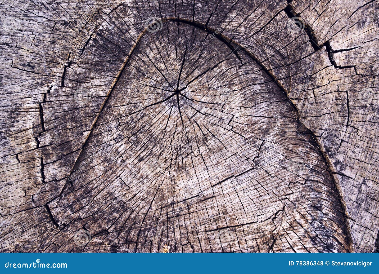Old Wooden Tree Stump Cross Section Surface Texture Stock Photo ...