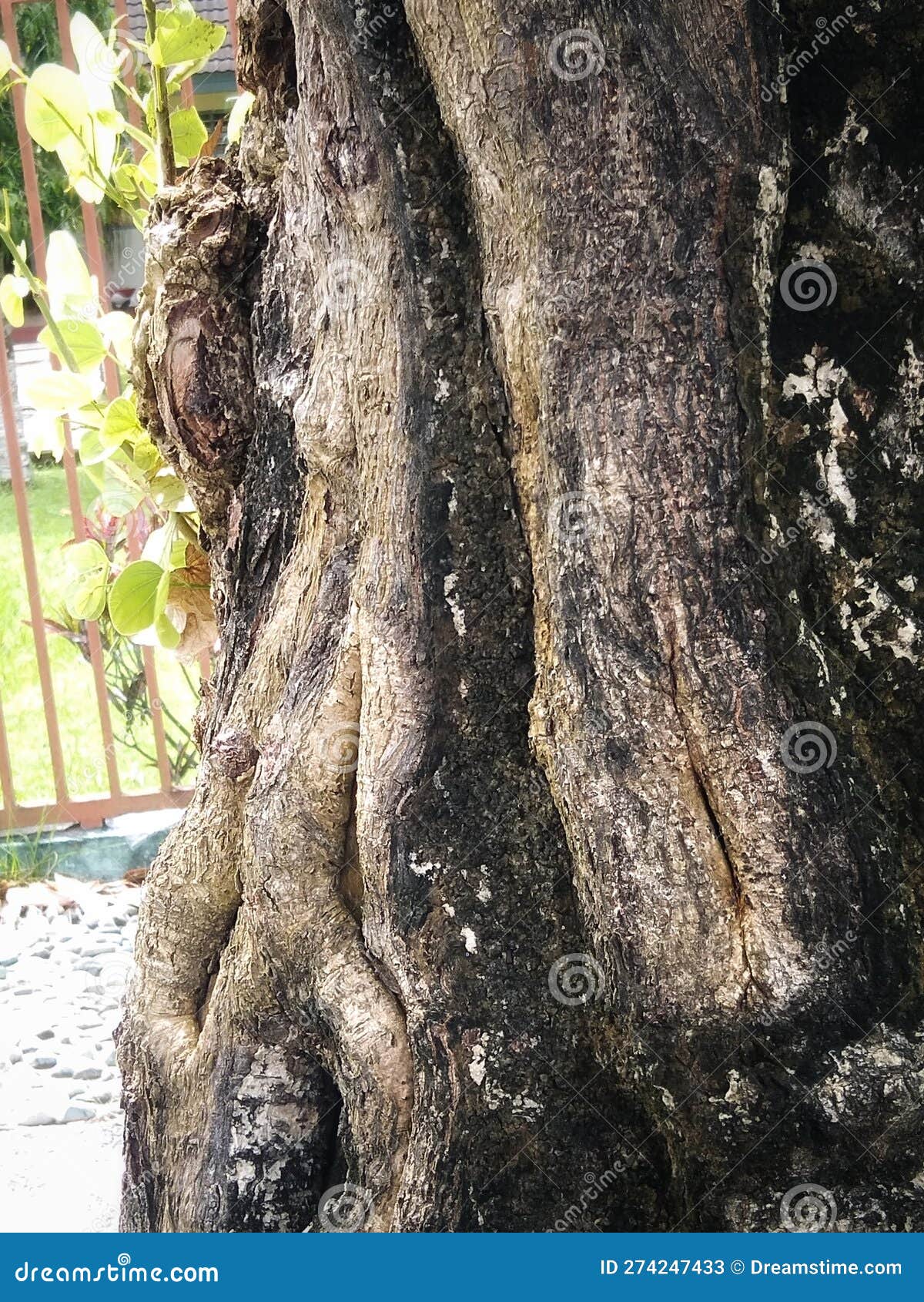 Old Wooden Tree Trunks are Taken during the Day Stock Image - Image of ...
