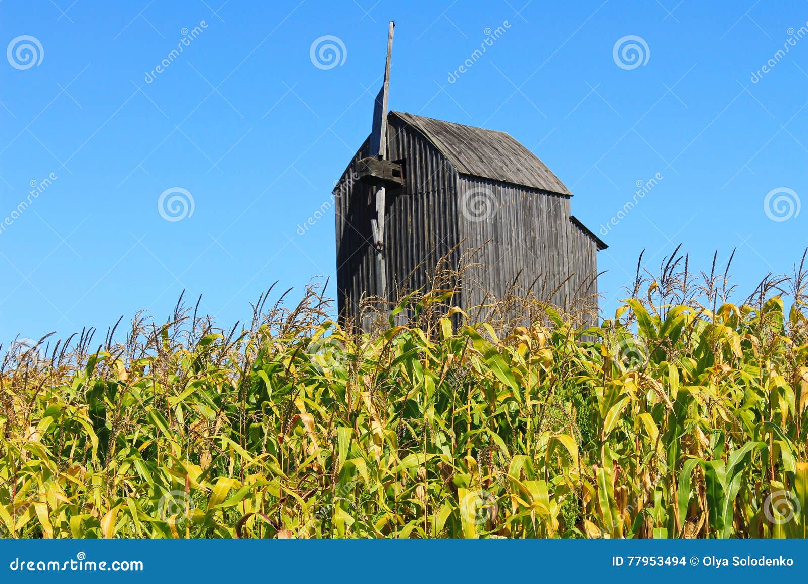 Old Wooden Windmill on a Corn Field Stock Photo - Image of aged ...