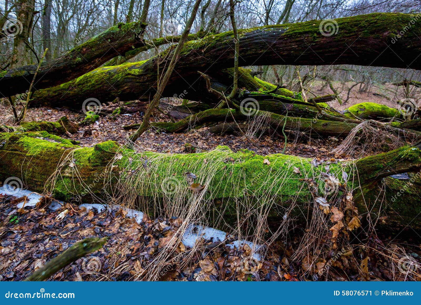 Old woods in deep forest stock image. Image of woods - 58076571