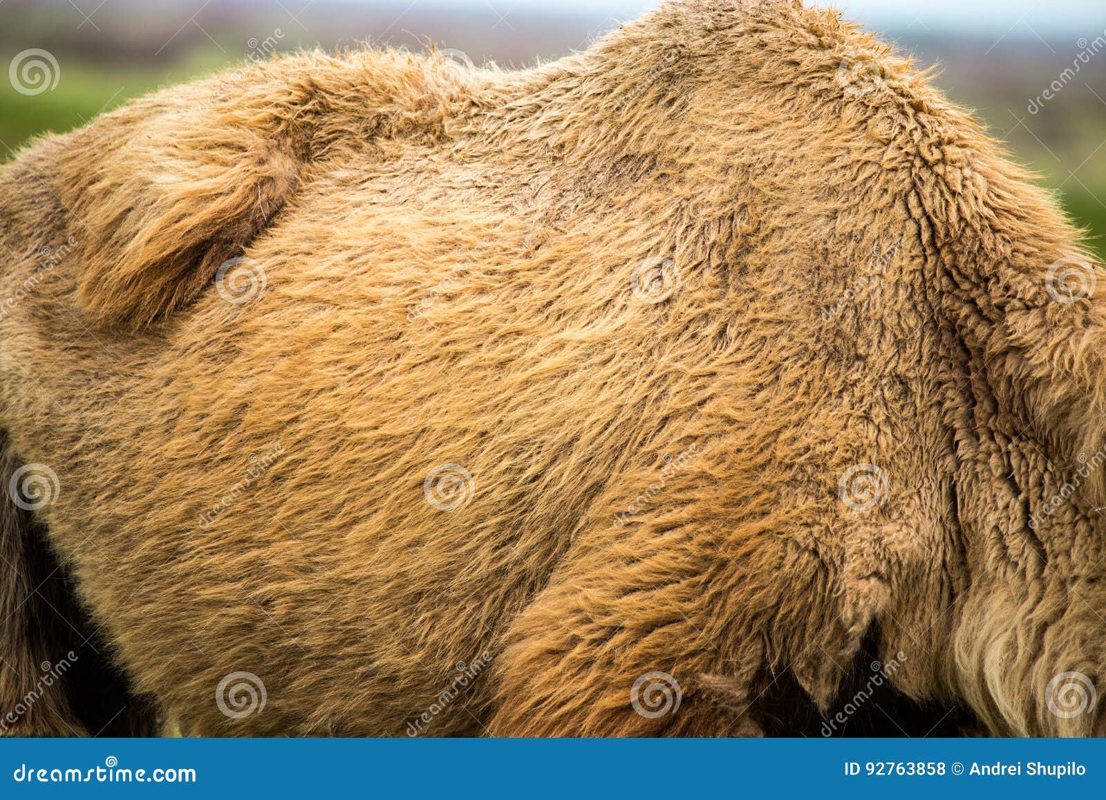 Old Wool on a Camel As a Background Stock Photo - Image of camel ...