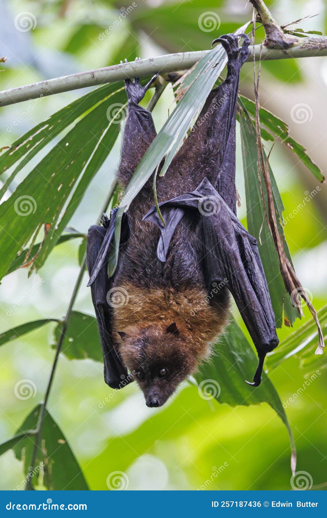 Old World Fruit Bat, or Flying Fox Stock Photo - Image of landscape ...