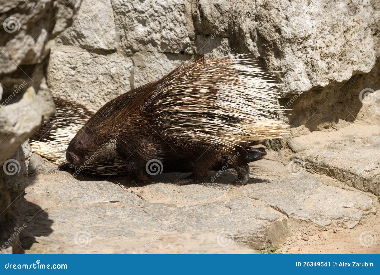 Two Porcupines Stock Photography | CartoonDealer.com #26338316