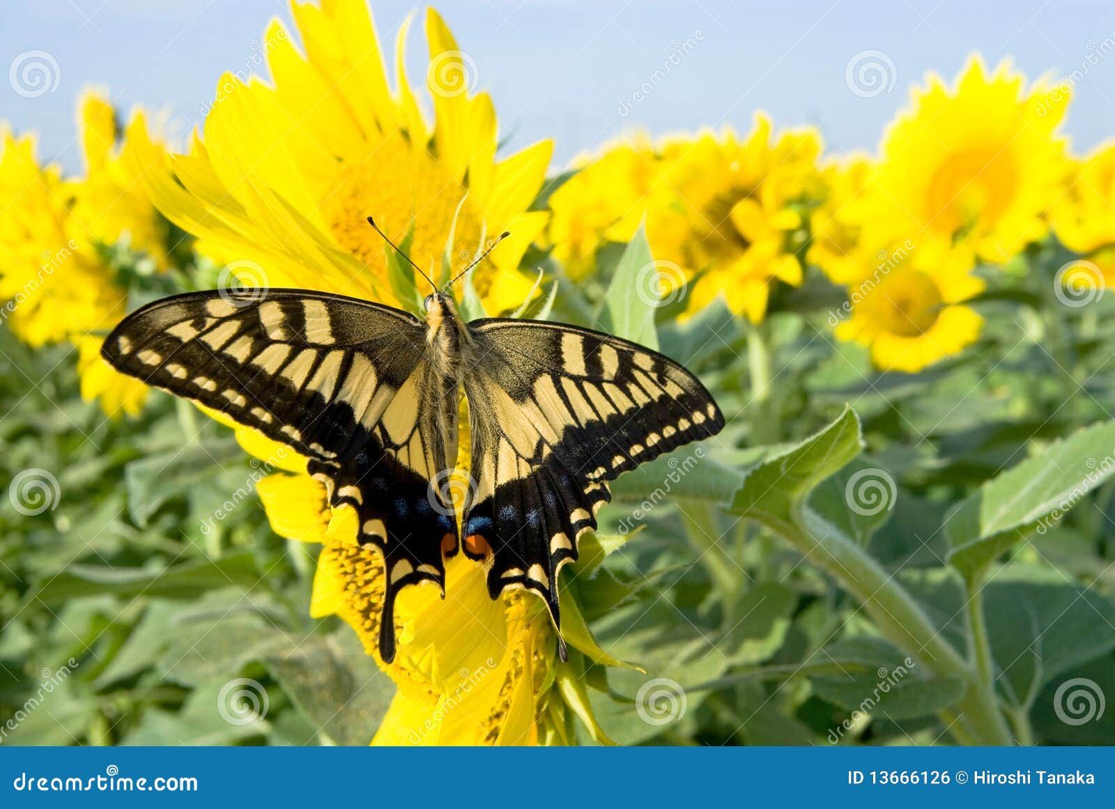 Old World Swallowtail Butterfly Stock Photo - Image of sunflower, wing ...