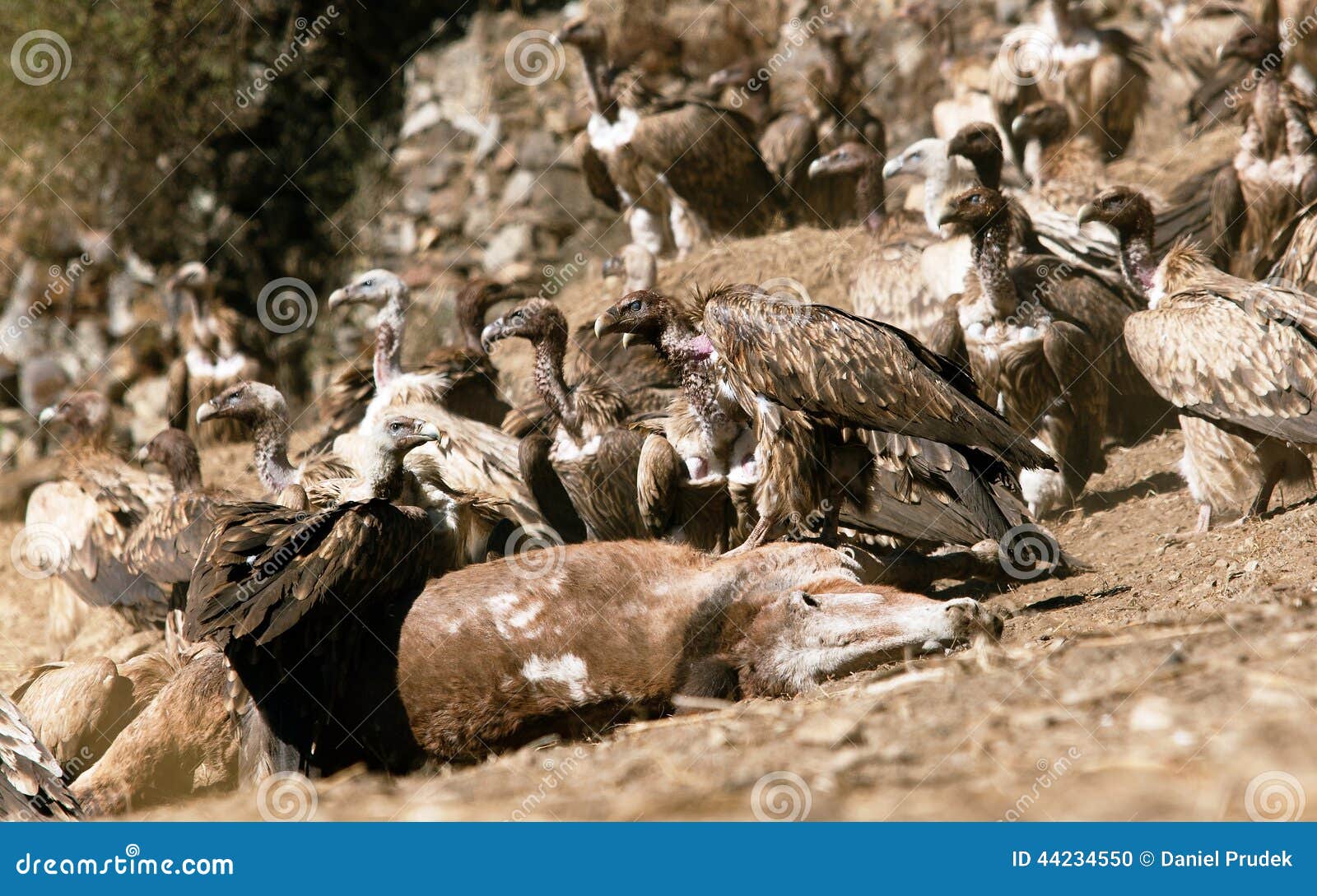 Old World Vultures on Horse Stock Photo - Image of vulture, cormorant ...