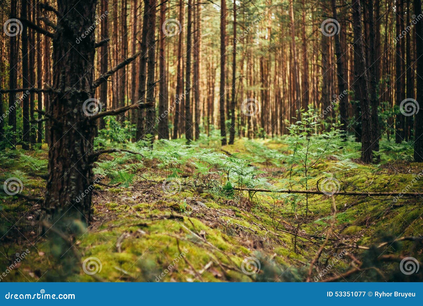 Old World War Trenches in Forest since Second Stock Image - Image of ...