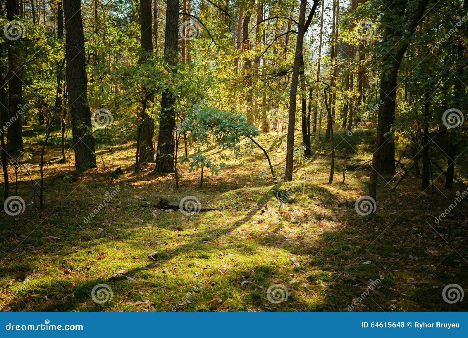 Old World War Trenches in Forest since Second Stock Photo - Image of ...
