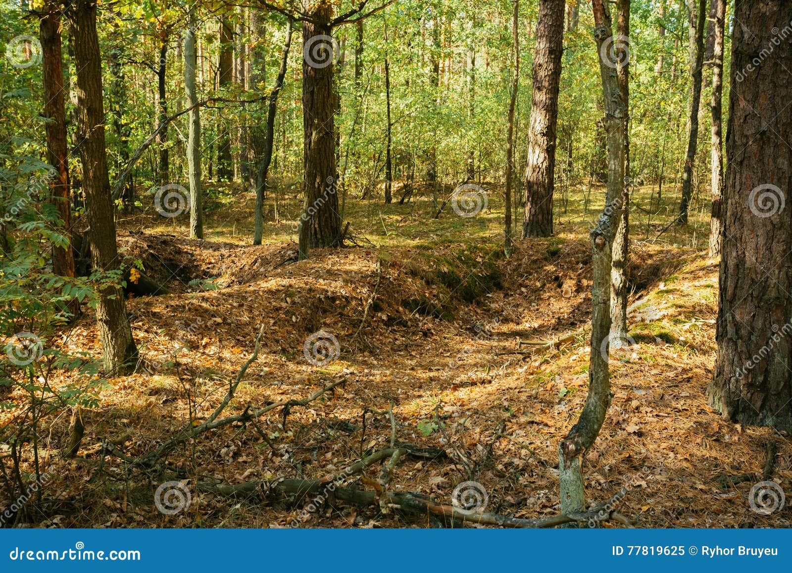 Old World War Trenches in Forest since Second World War, Belarus Stock ...