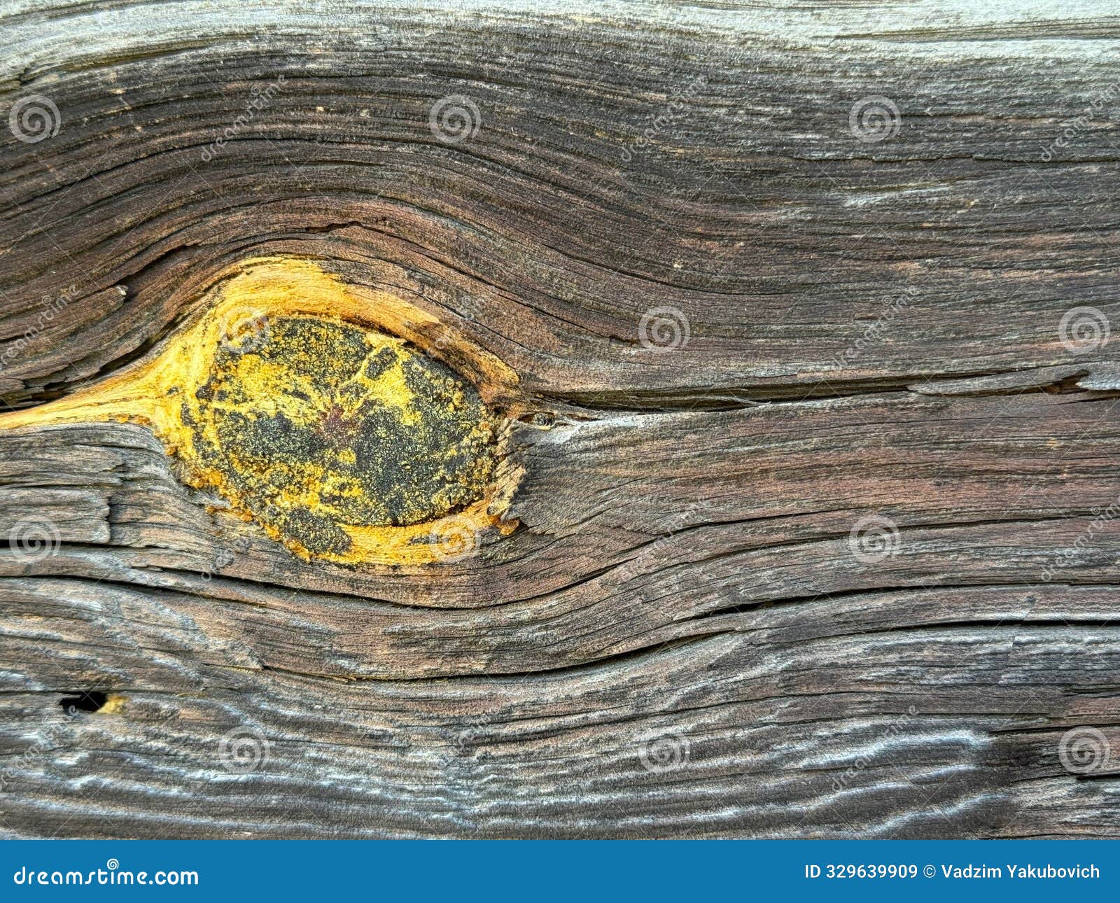 Old Worn Pine Log. a Knot with Yellowed Resin from Age. Stock Image ...