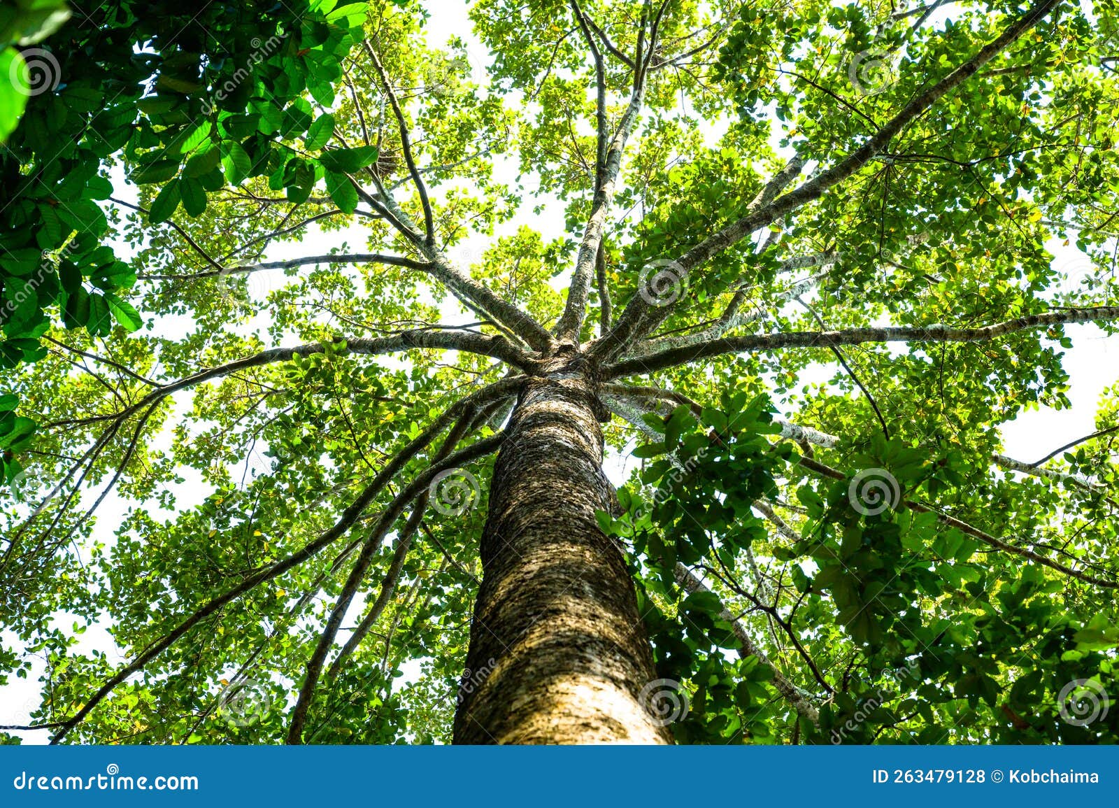 Old Yang Na Tree in Chiang Mai Province Stock Photo - Image of gurjan ...