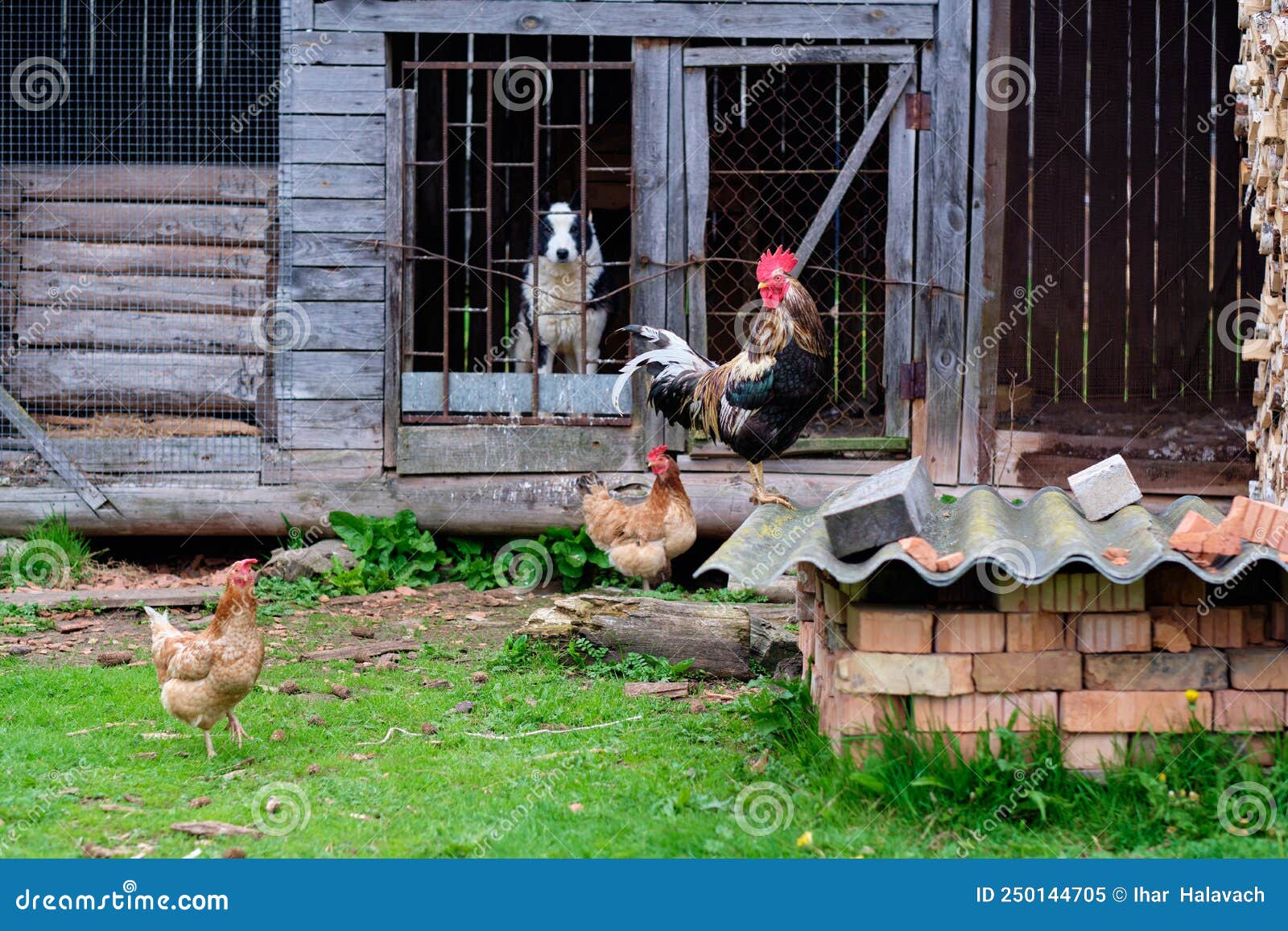 An Old Yard Where Chickens, a Rooster and a Dog Walk in an Old Barn ...