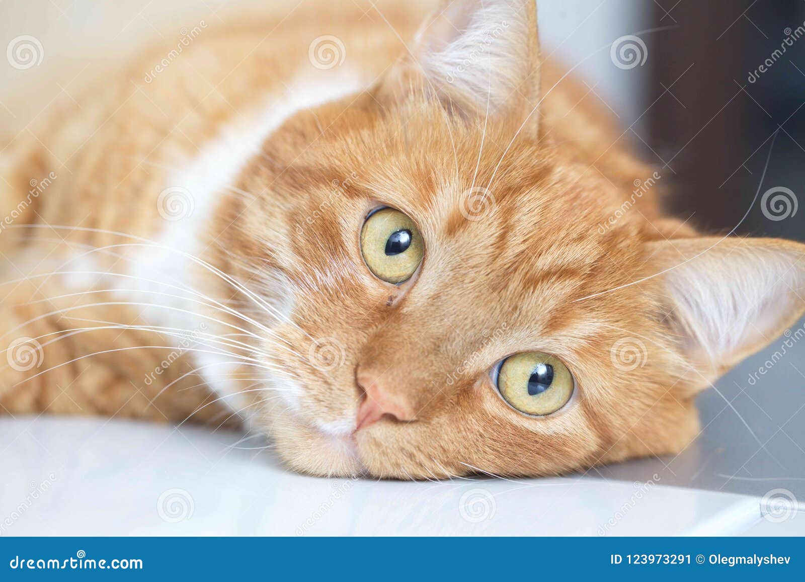 Old Yellow Cat is Looking with the Eyes Stock Image - Image of yellow ...