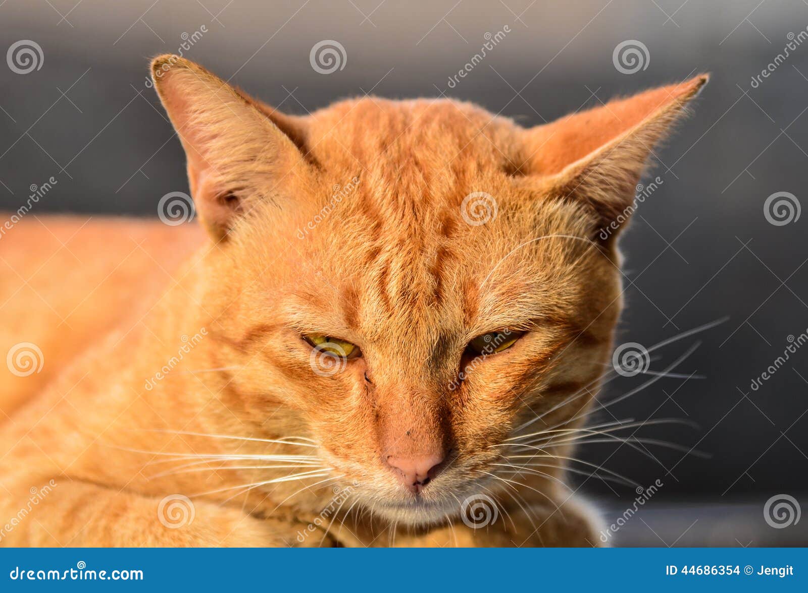 Old yellow cat. stock photo. Image of nose, handcarves - 44686354