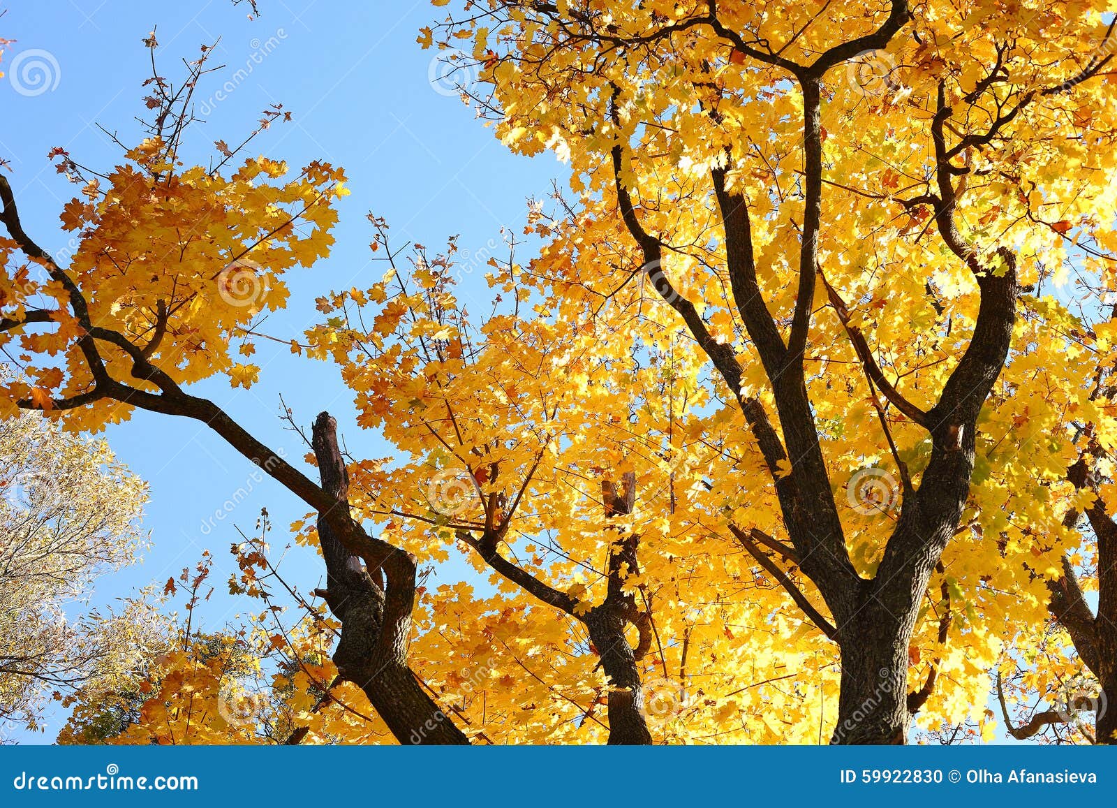 Old yellow tree and sky stock photo. Image of park, outdoors - 59922830