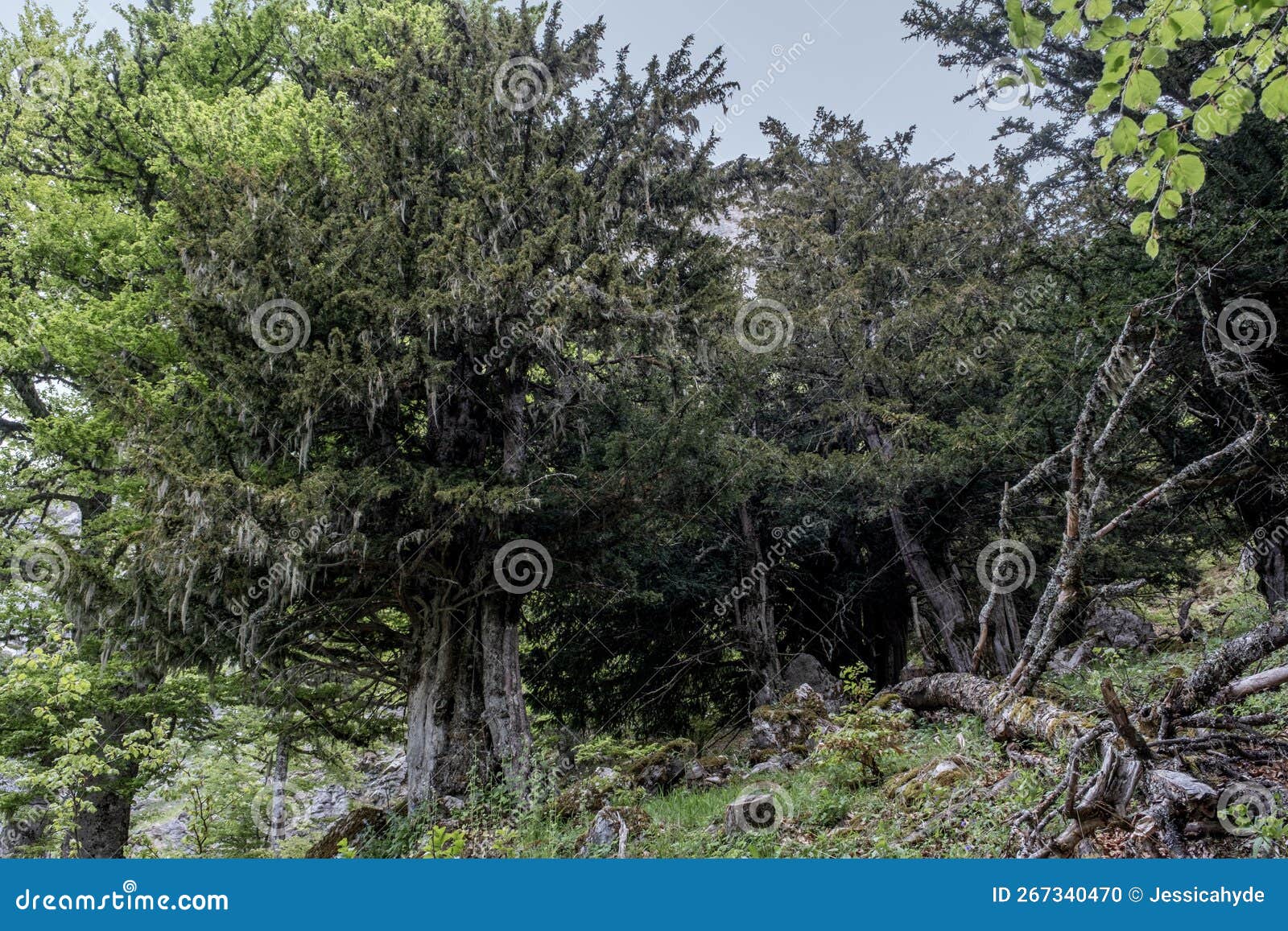 Old Yew Tree Covered by Lichens Stock Photo - Image of forest, ancient ...