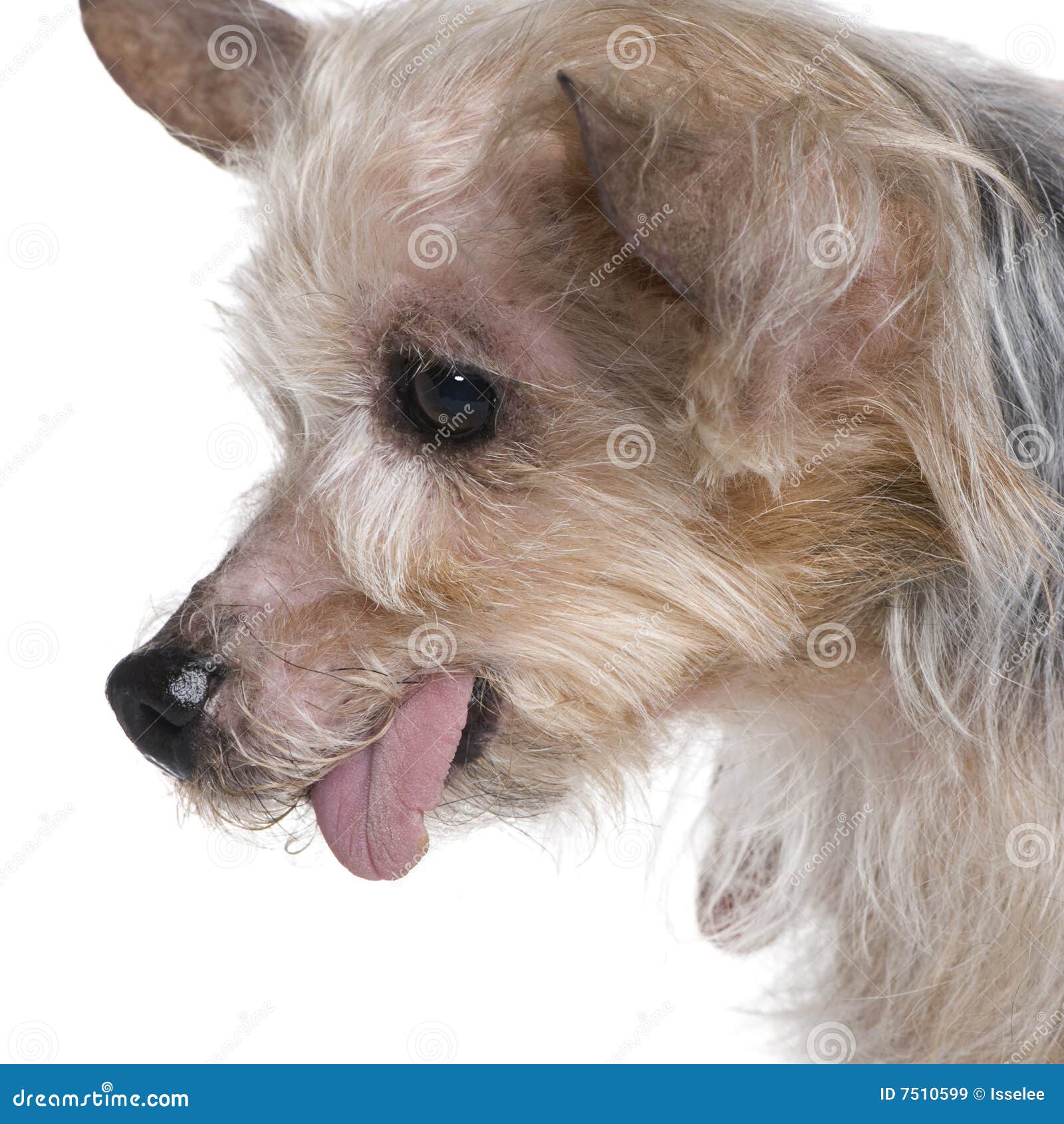 Old Yorkshire Terrier stock image. Image of shot, nobody - 7510599