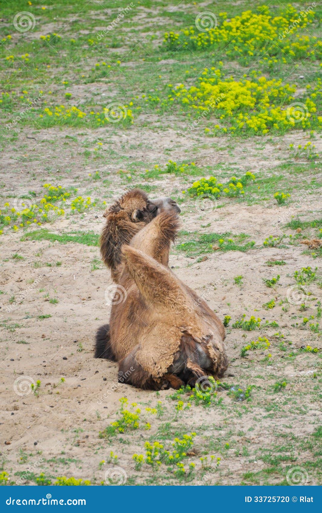 Old and young camel stock photo. Image of bactrian, camel - 33725720
