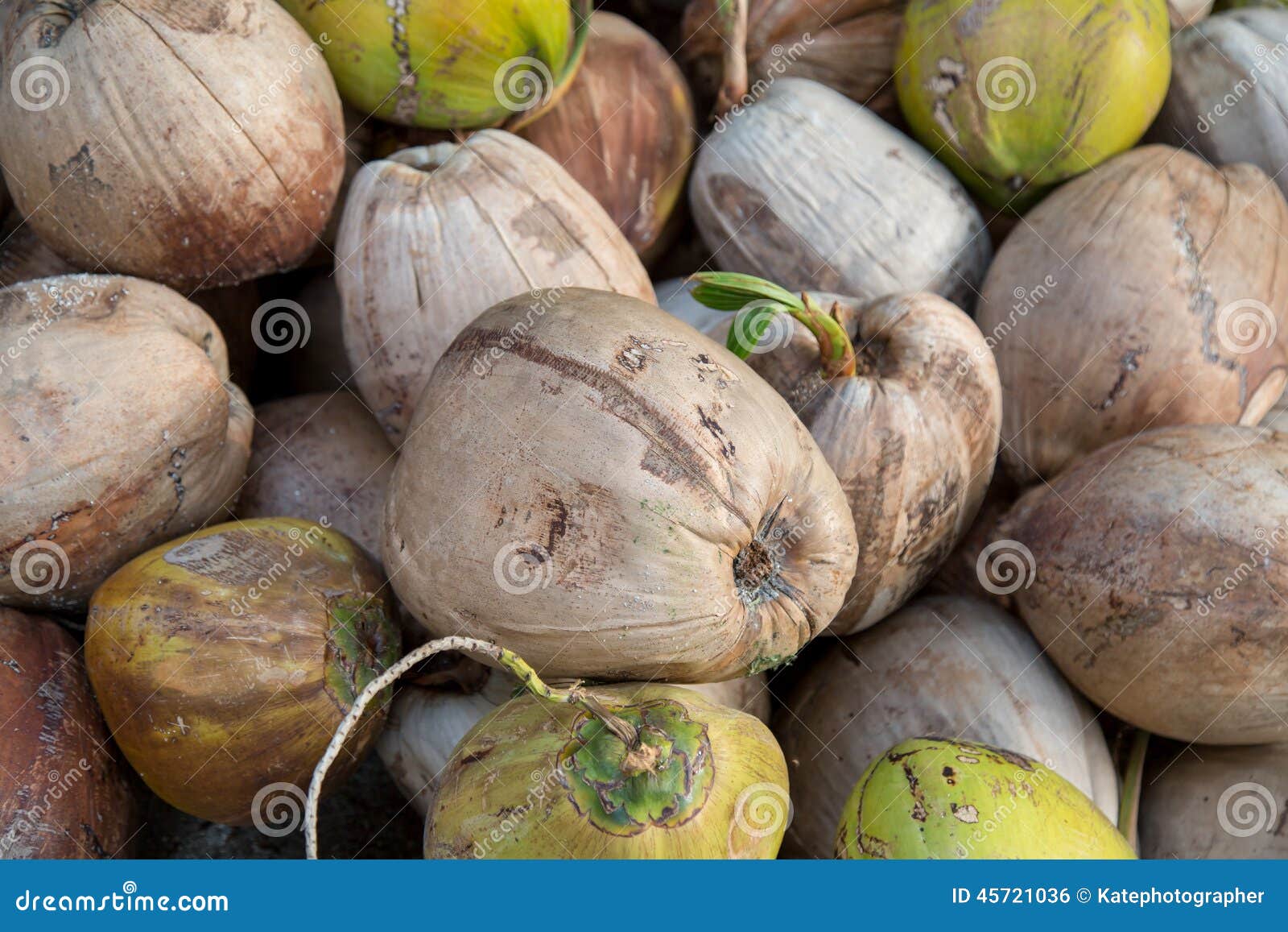 Old and young coconut. stock photo. Image of pattern - 45721036