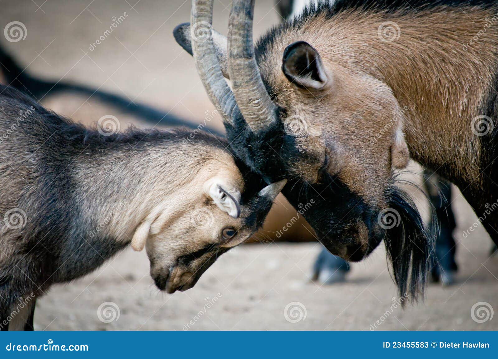 Old Goat Stock Images - Download 5,258 Royalty Free Photos