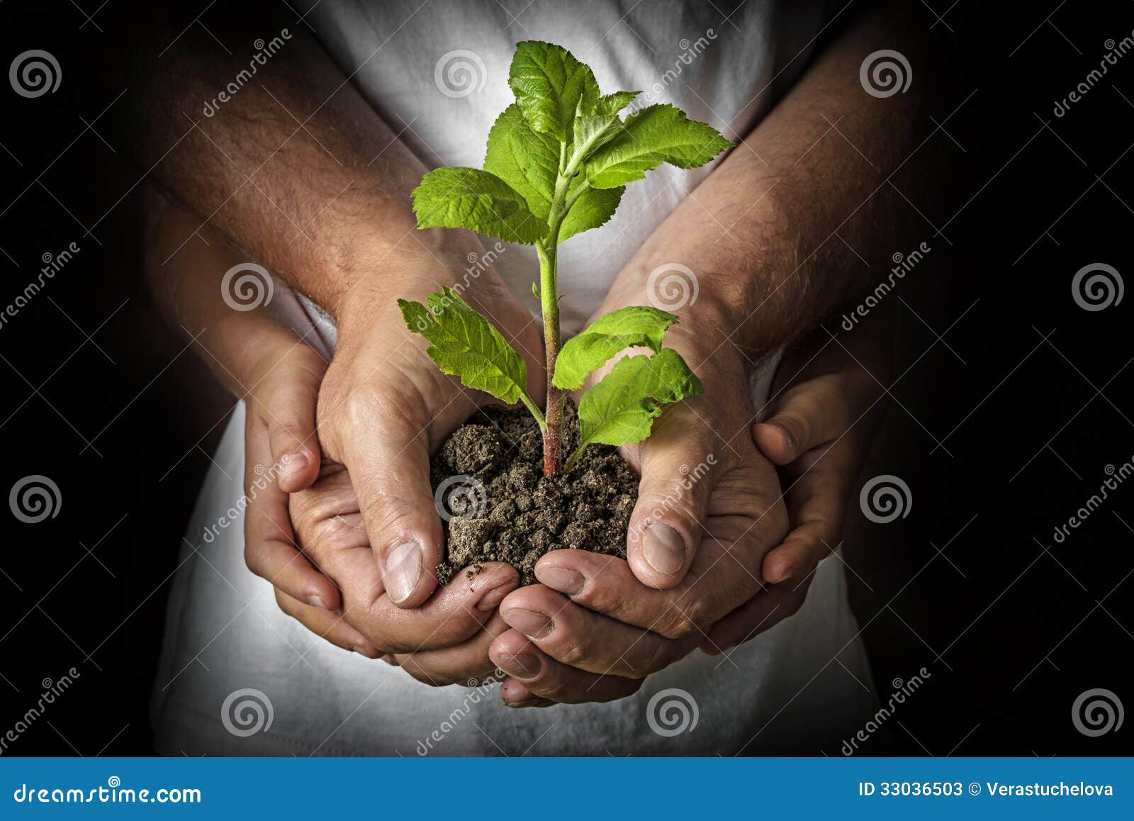 Old and Young Hands with a Tree Stock Image - Image of concept ...