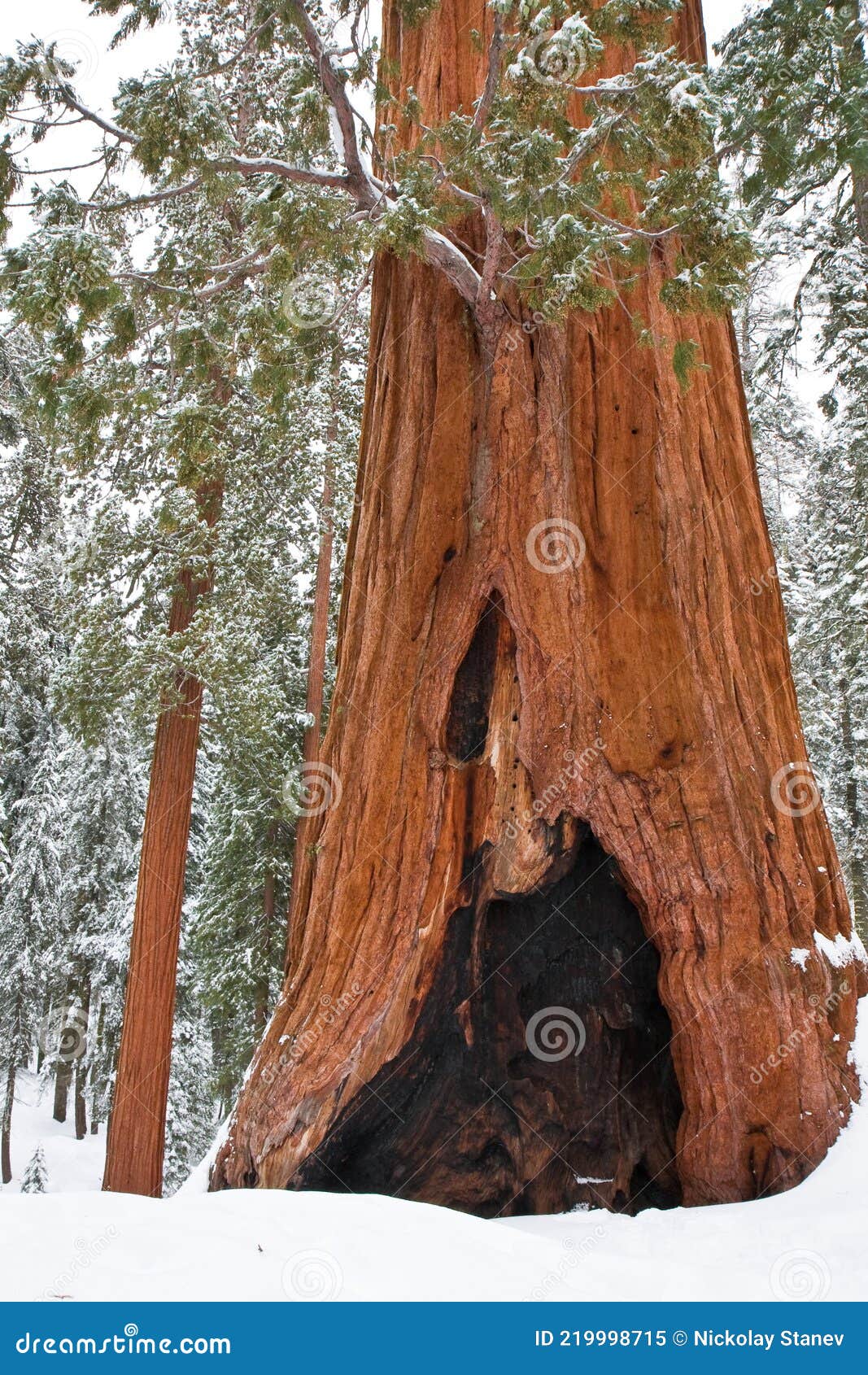 Sequoia and Sapling stock image. Image of hole, white - 219998715