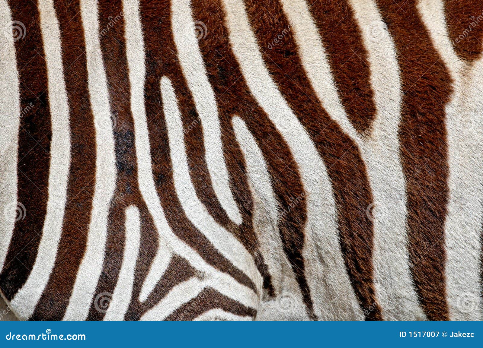 Old zebra stock image. Image of details, park, national - 1517007