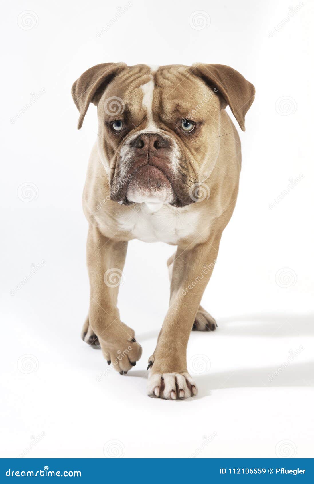 Olde English Bulldog from the Front Stock Image - Image of view ...