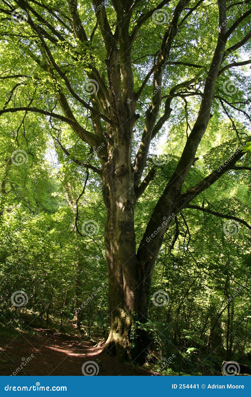 Olde Tree Stock Photos - Free & Royalty-Free Stock Photos from Dreamstime