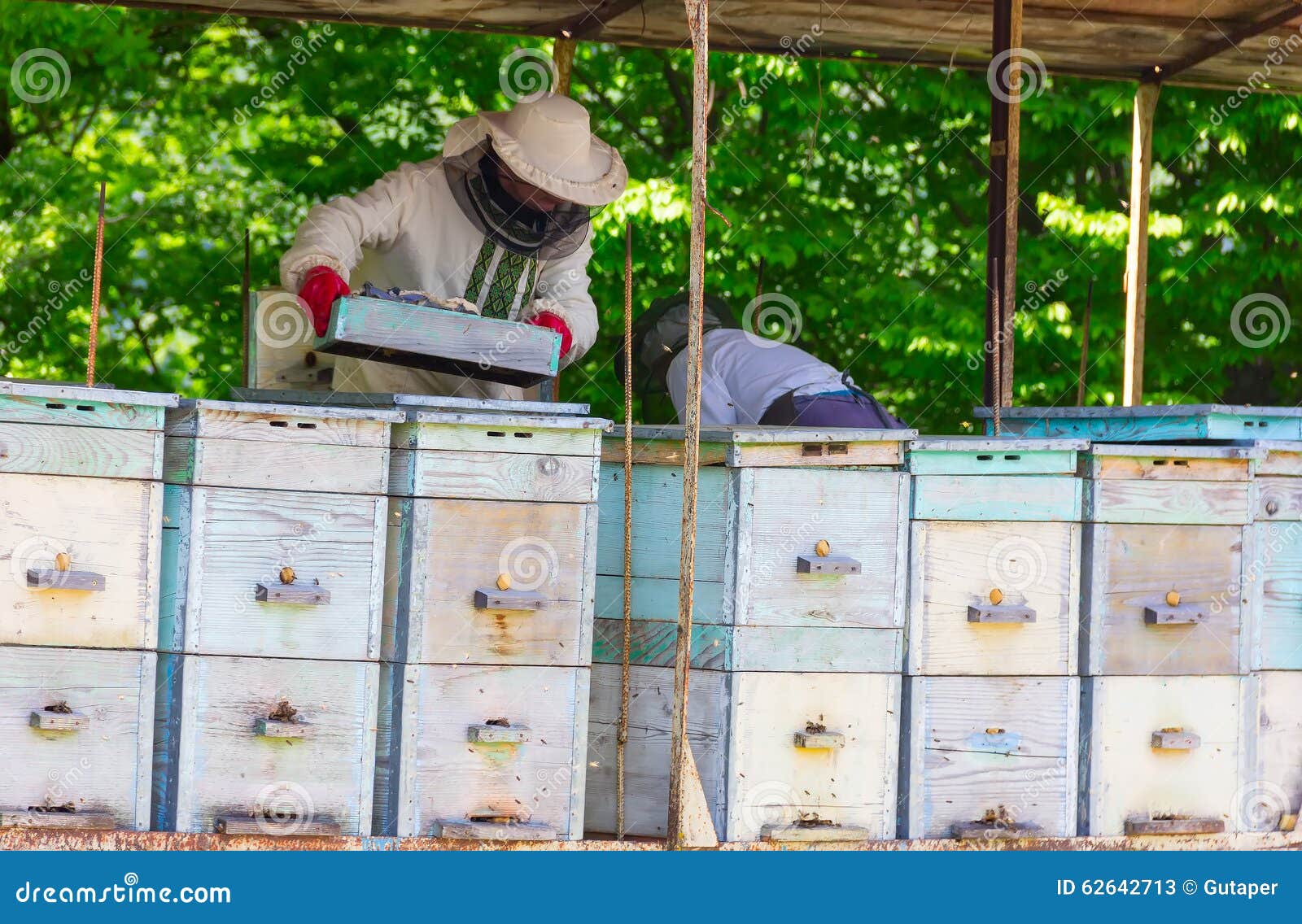 Older beekeepers editorial stock photo. Image of apiarist - 62642713